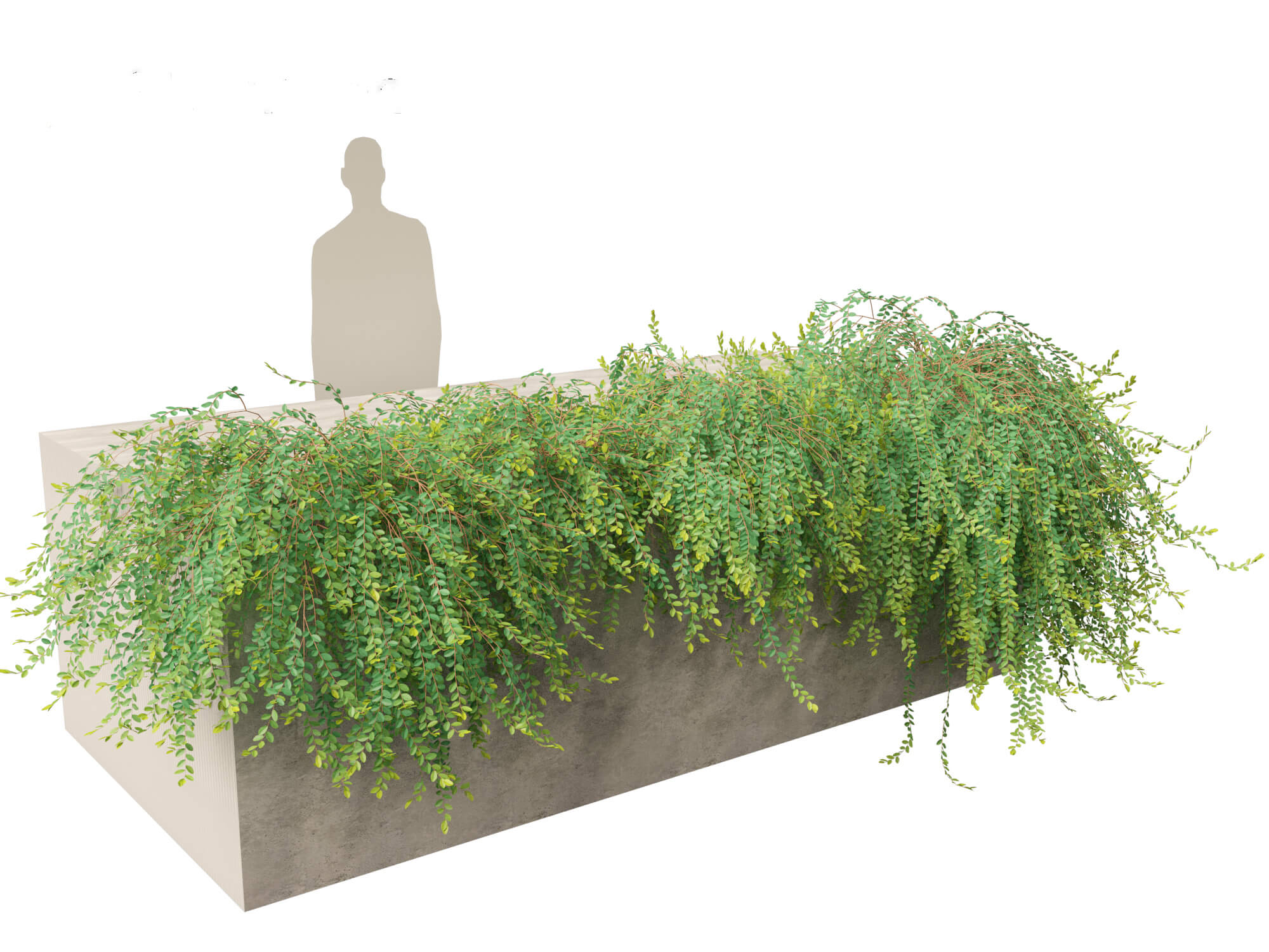 Phyllanthus Cochinchinensis - Vietnam Leaf-Flower 3D Model by ...