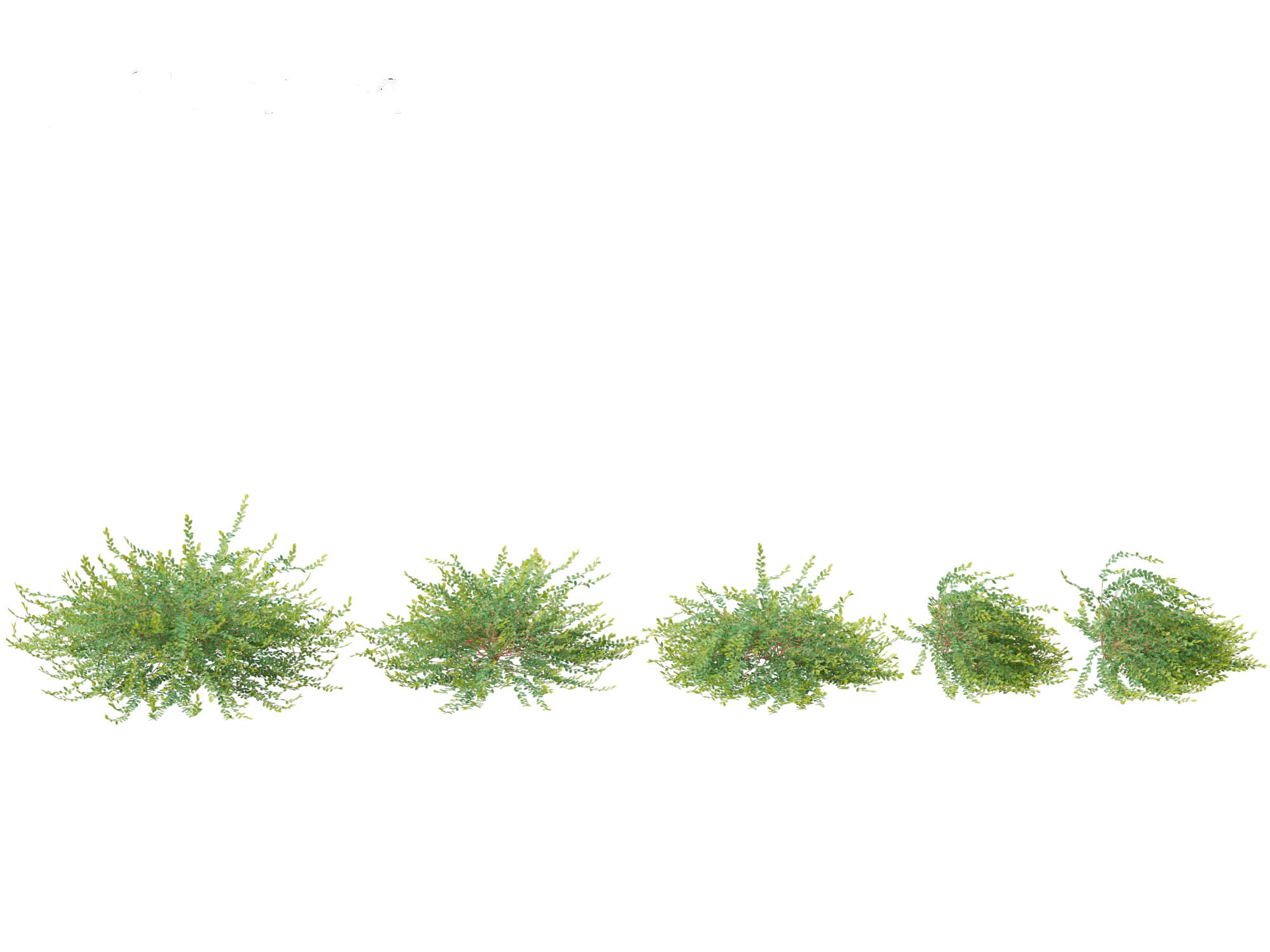 Phyllanthus Cochinchinensis - Vietnam Leaf-Flower 3D Model by ...