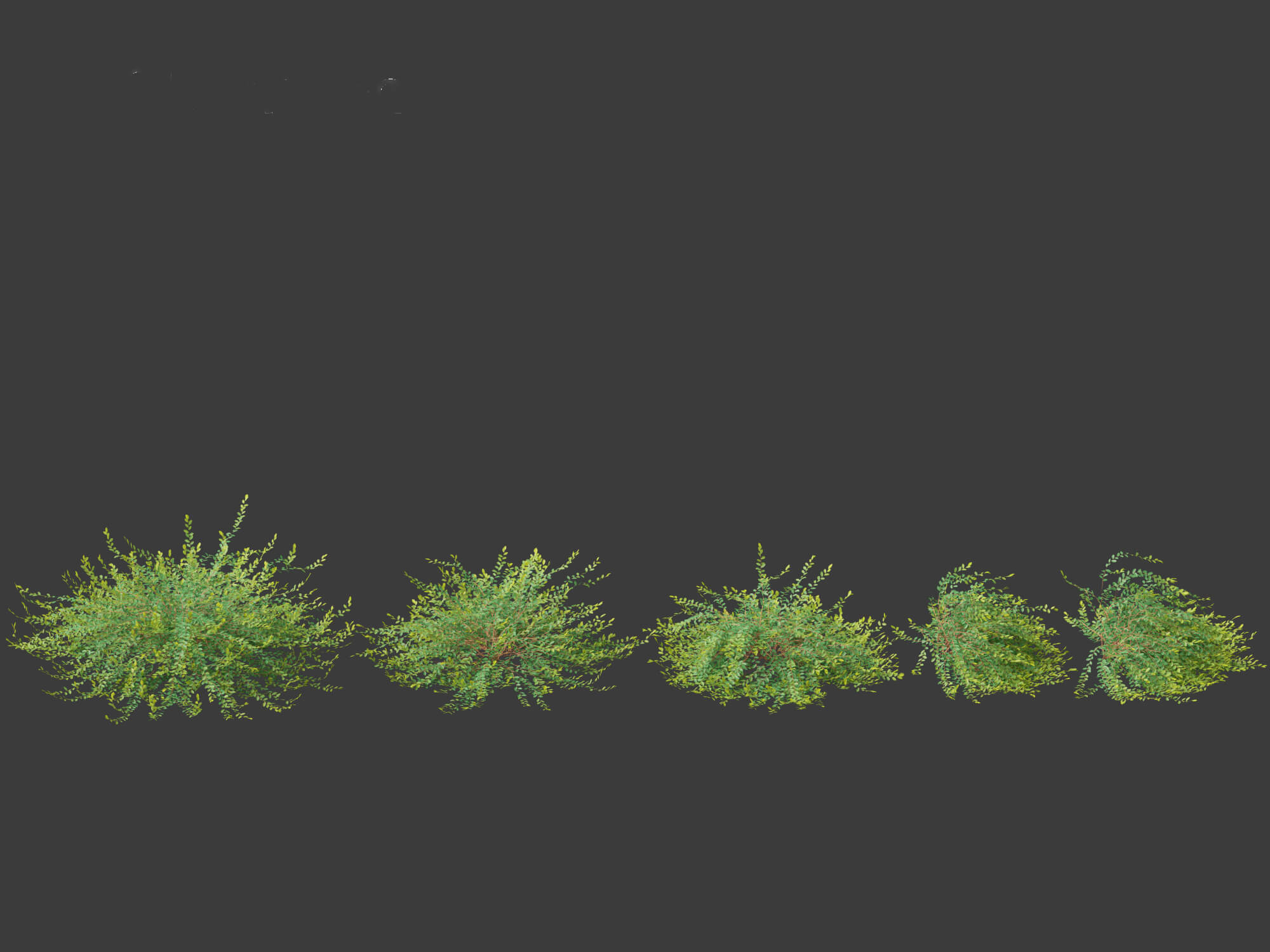 Phyllanthus Cochinchinensis - Vietnam Leaf-Flower 3D Model by ...