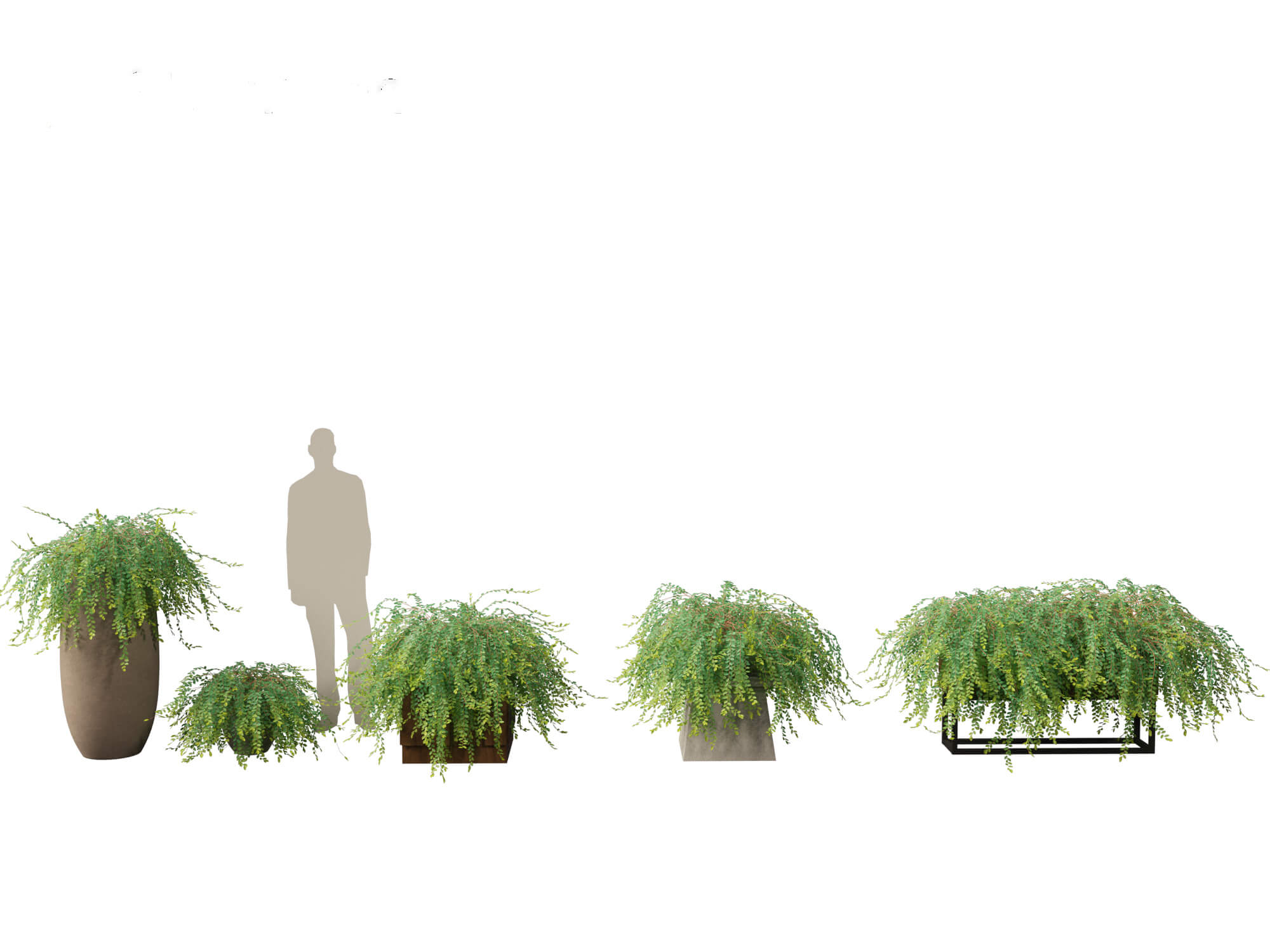 Phyllanthus Cochinchinensis - Vietnam Leaf-Flower 3D Model by ...