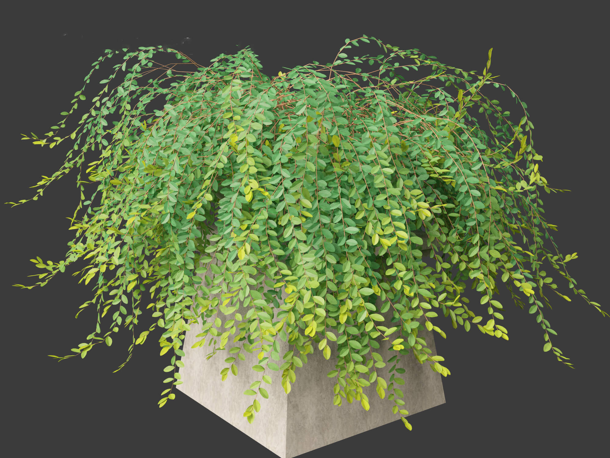 Phyllanthus Cochinchinensis - Vietnam Leaf-Flower 3D Model by ...