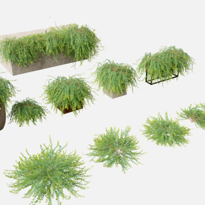 Skp 3D Models | Plants | Creepers | RenderHub