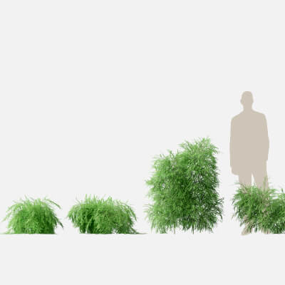 Phyllanthus Multiflora - Phyllanthus Multiflorus 3D Model by 3dgardenplants