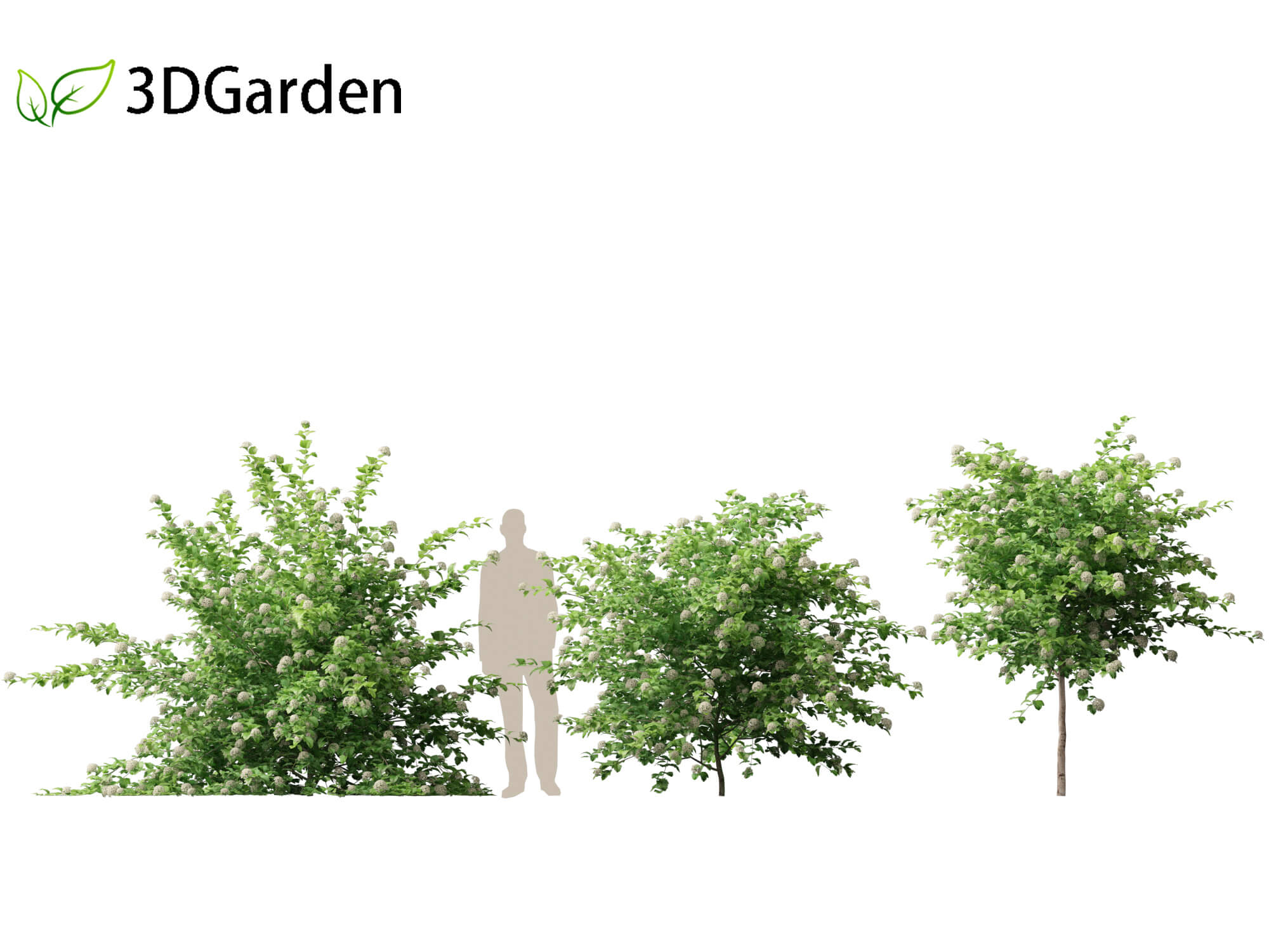 Physocarpus Opulifolius – Common Ninebark - 3D Model by 3dgardenplants