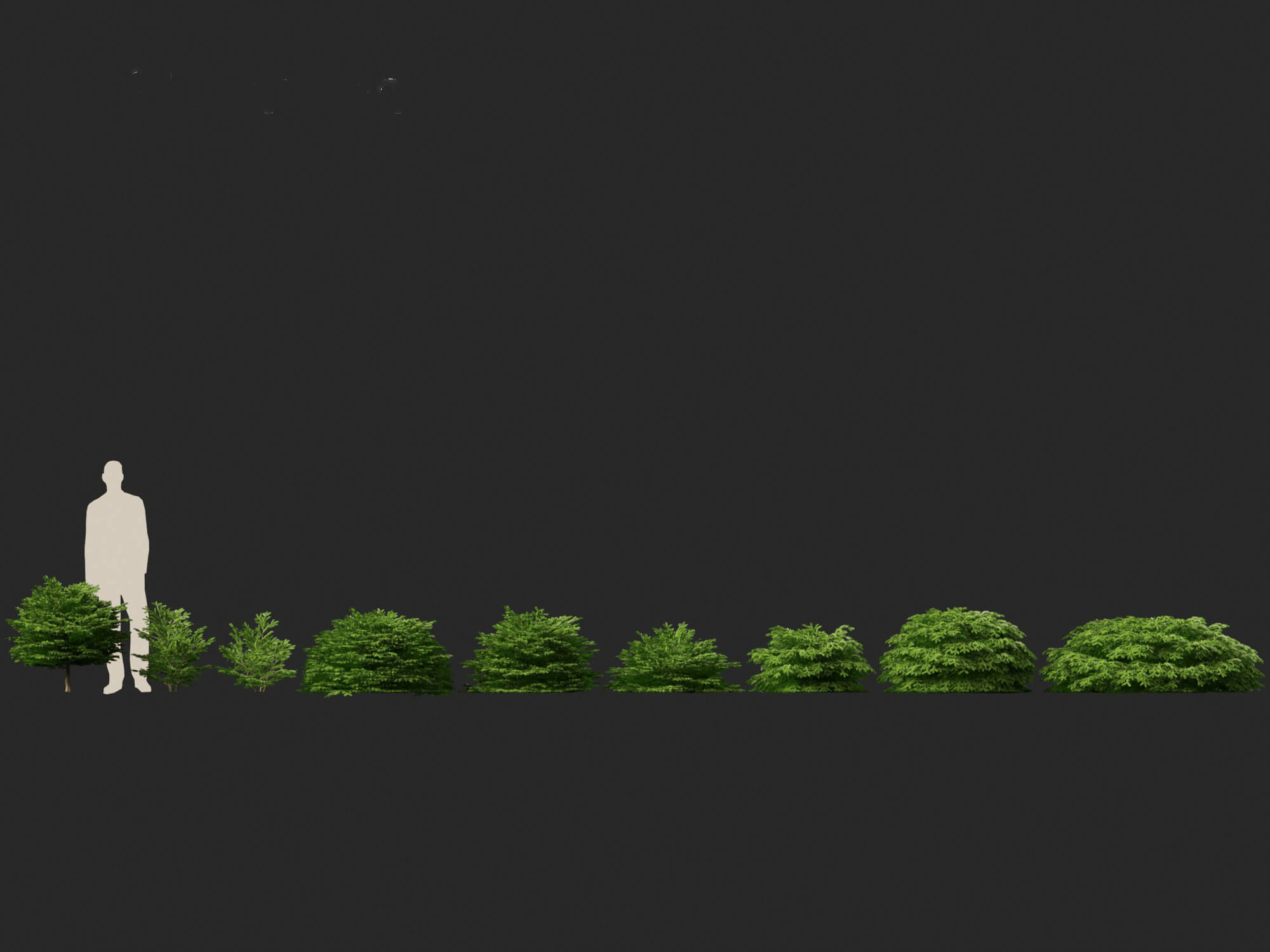 Picea Abies Nidiformis - Norway Spruce 3D Model by 3dgardenplants