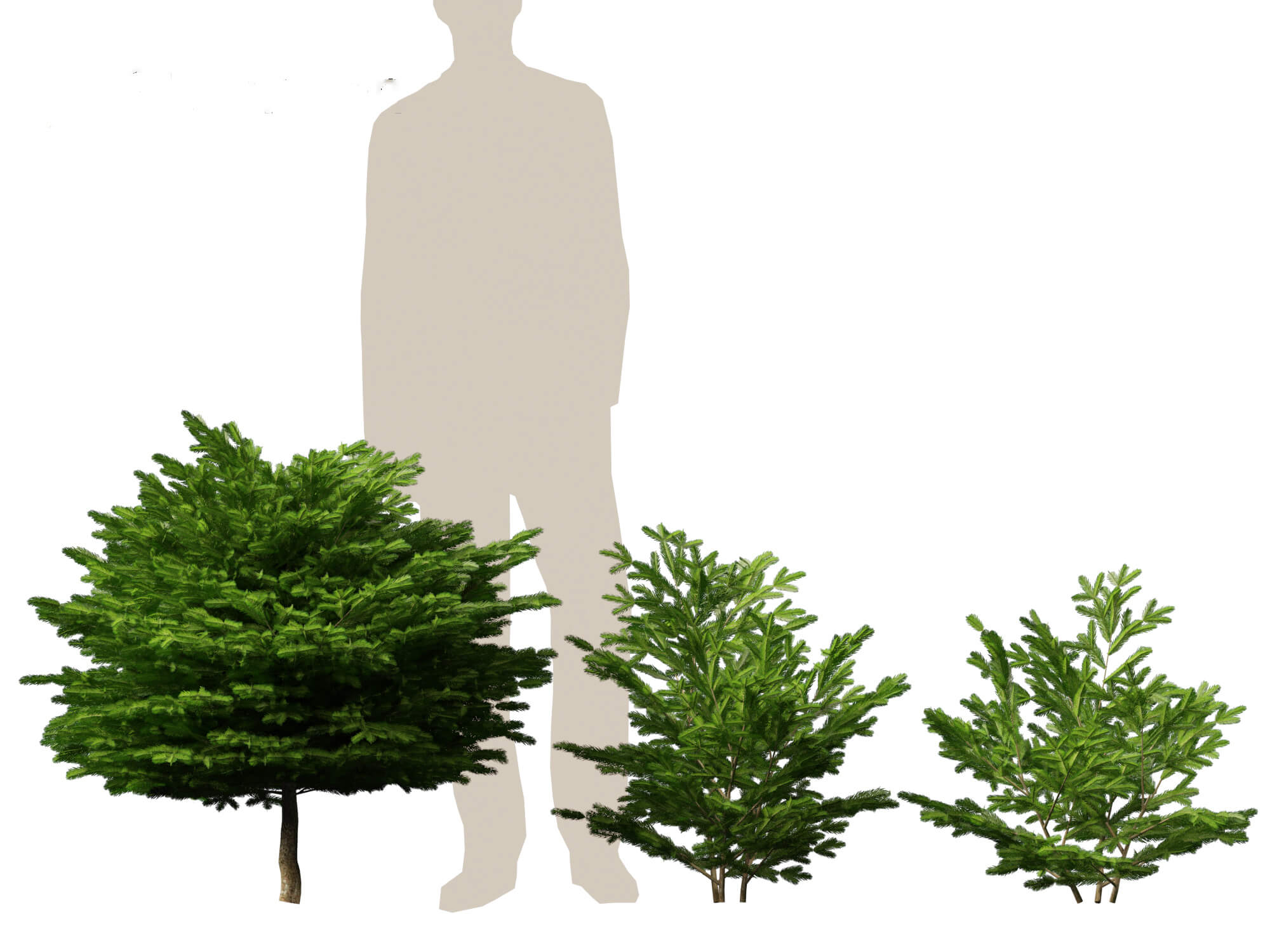 Picea Abies Nidiformis - Norway Spruce 3D Model by 3dgardenplants