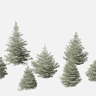 Picea Pungens Baby Blue Eyes - Colorado Spruce 3D Model by 3dgardenplants
