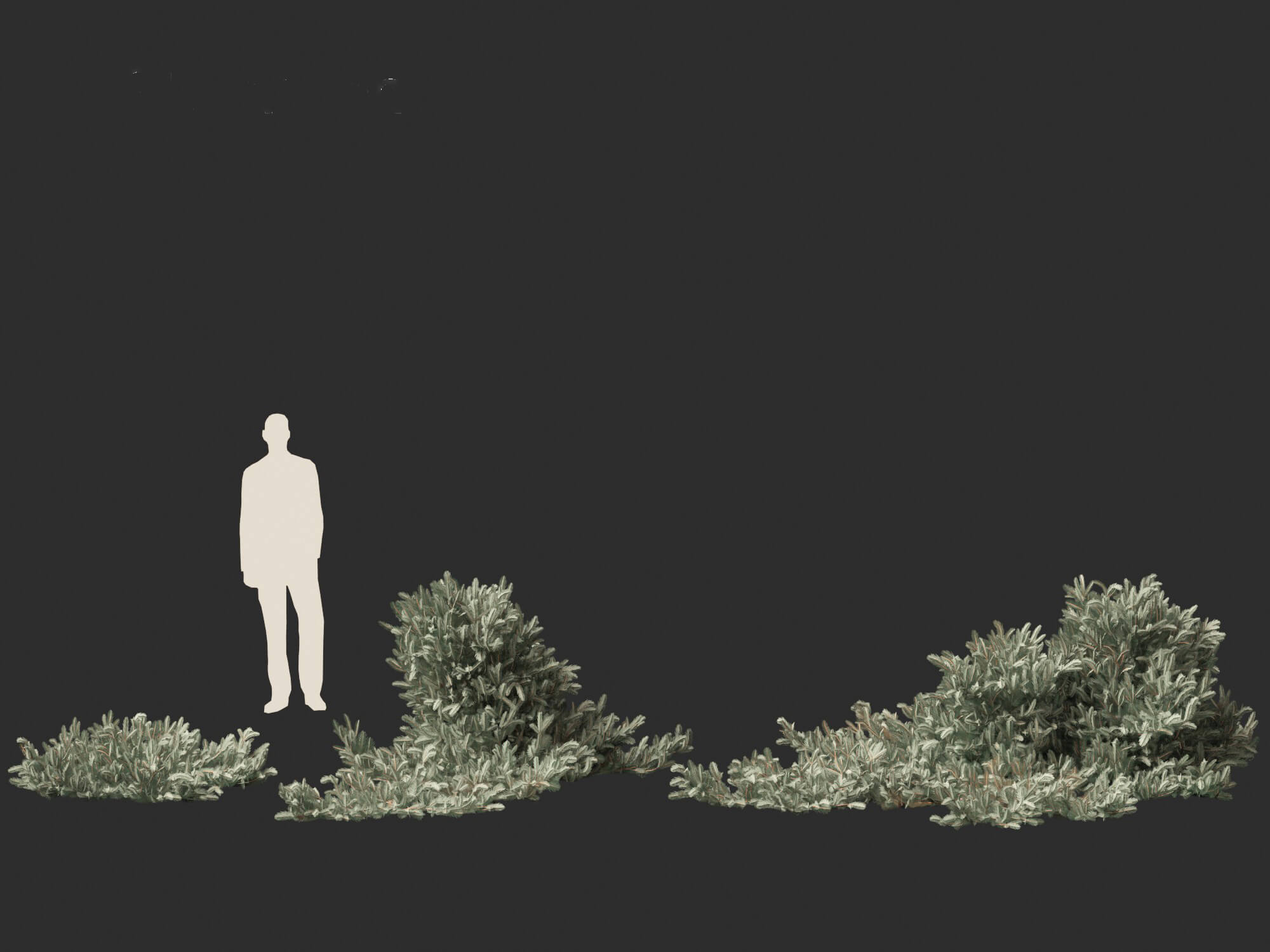 Picea Pungens Glauca Procumbens - Procumbent Colorado Spruce 3D Model ...