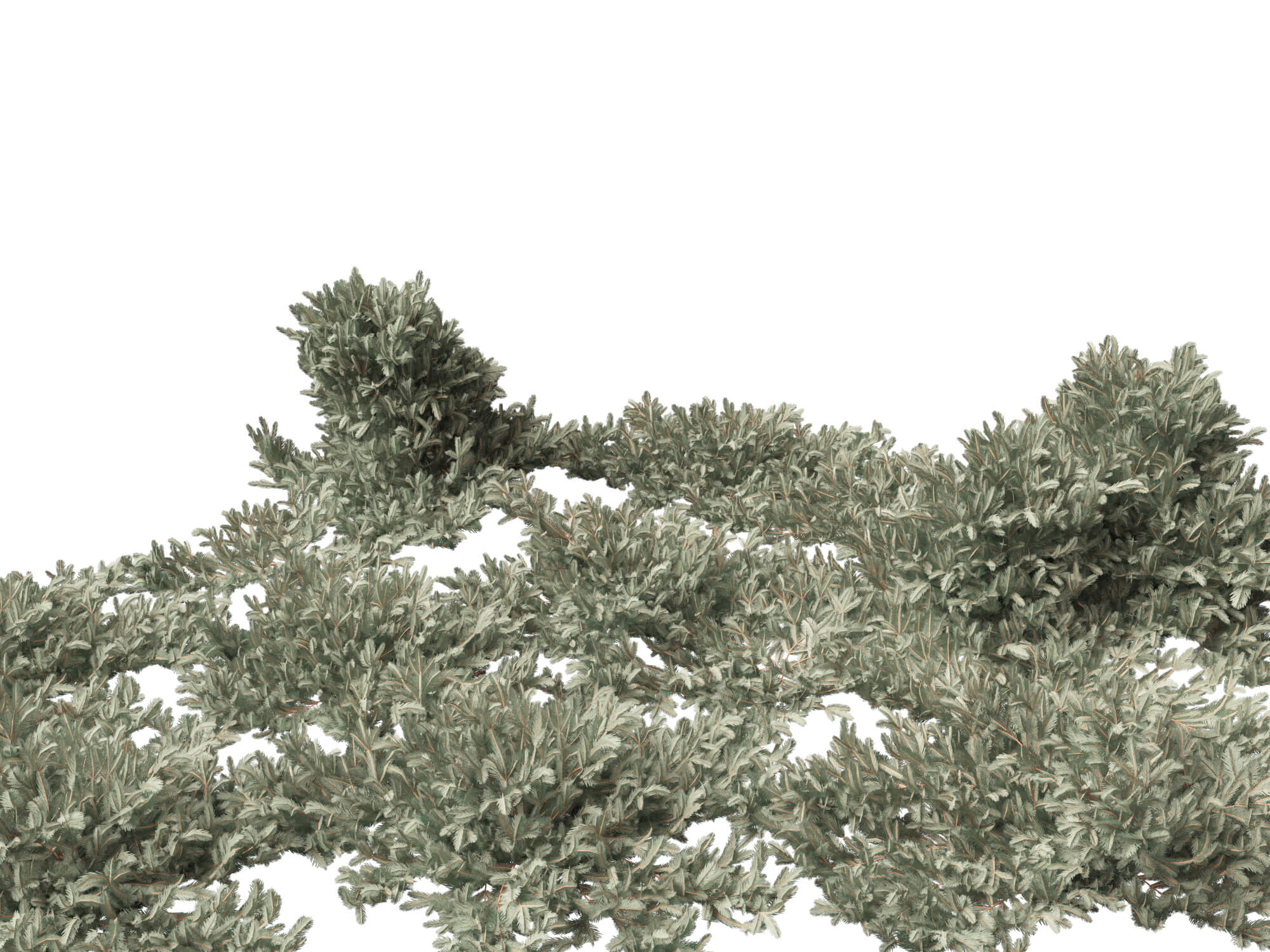 Picea Pungens Glauca Procumbens - Procumbent Colorado Spruce 3D Model ...