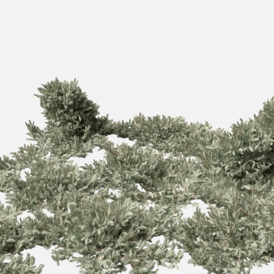 Picea Pungens Glauca Procumbens - Procumbent Colorado Spruce 3D Model ...