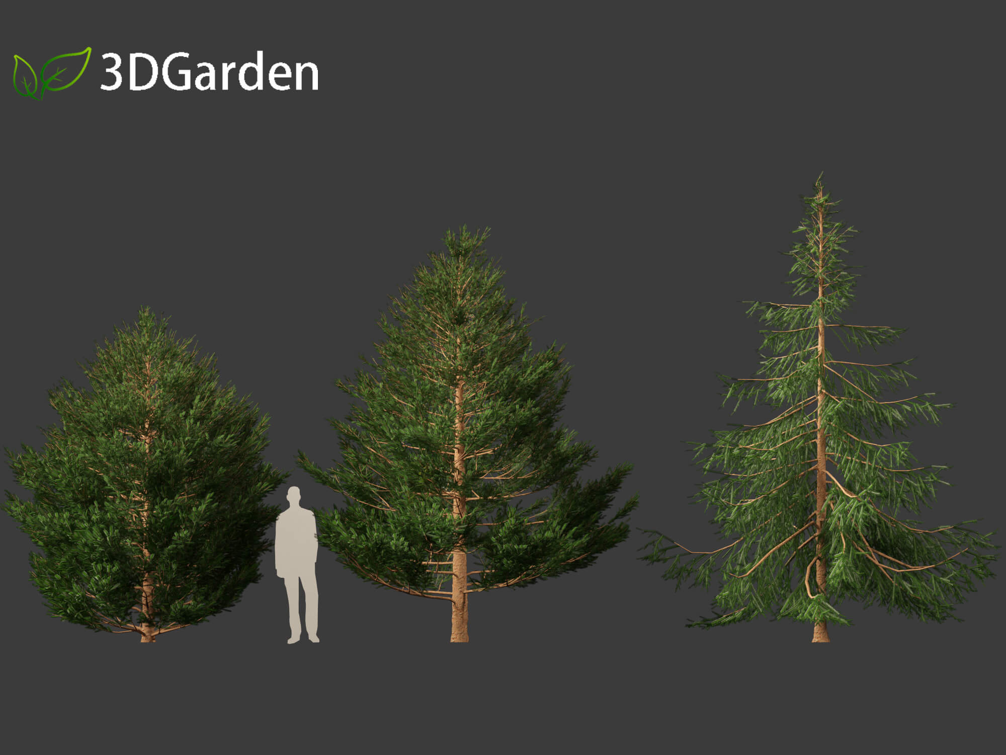 Picea Rubens - Red Spruce 3D Model by 3dgardenplants