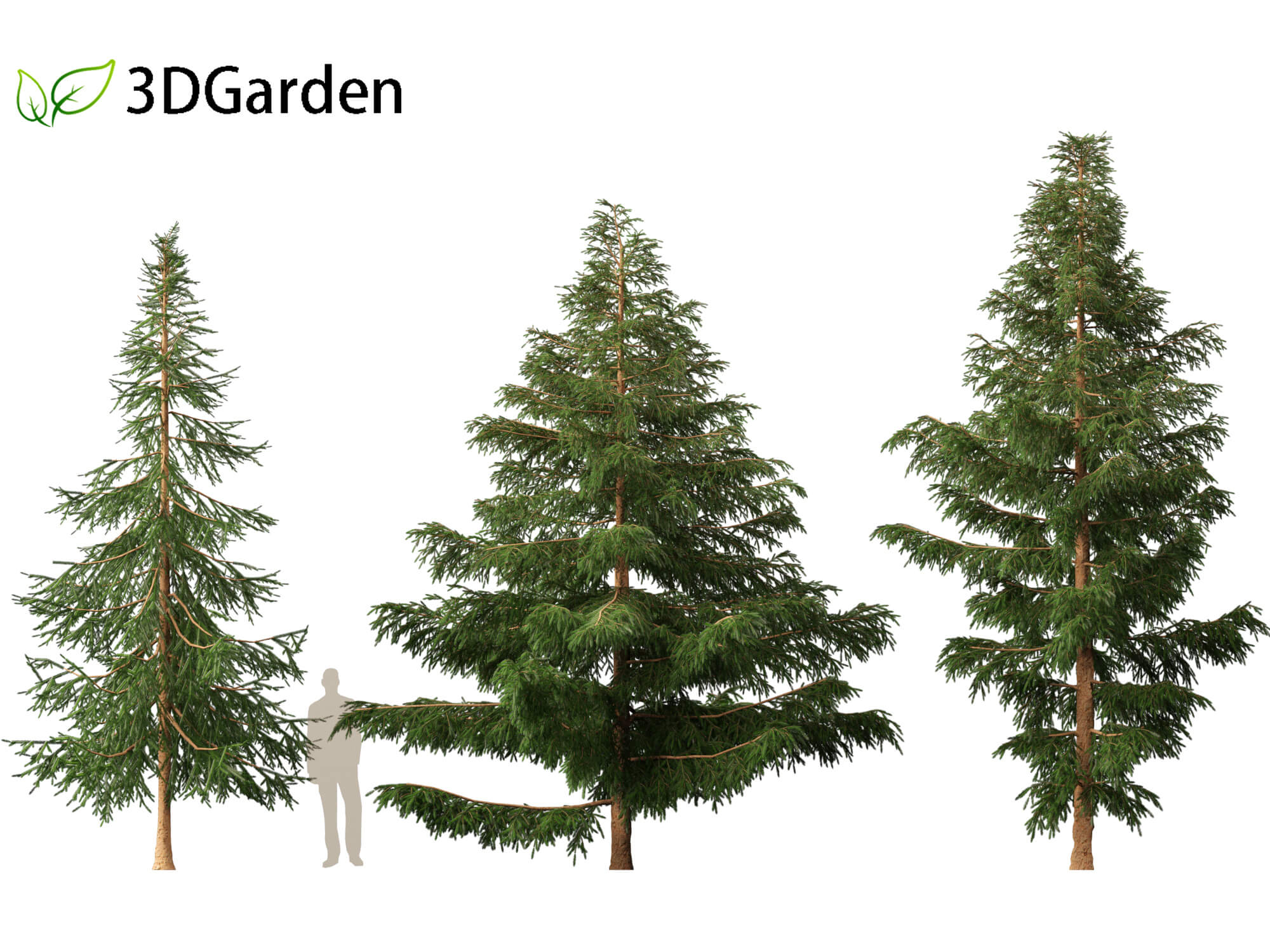 Picea Rubens - Red Spruce 3D Model by 3dgardenplants