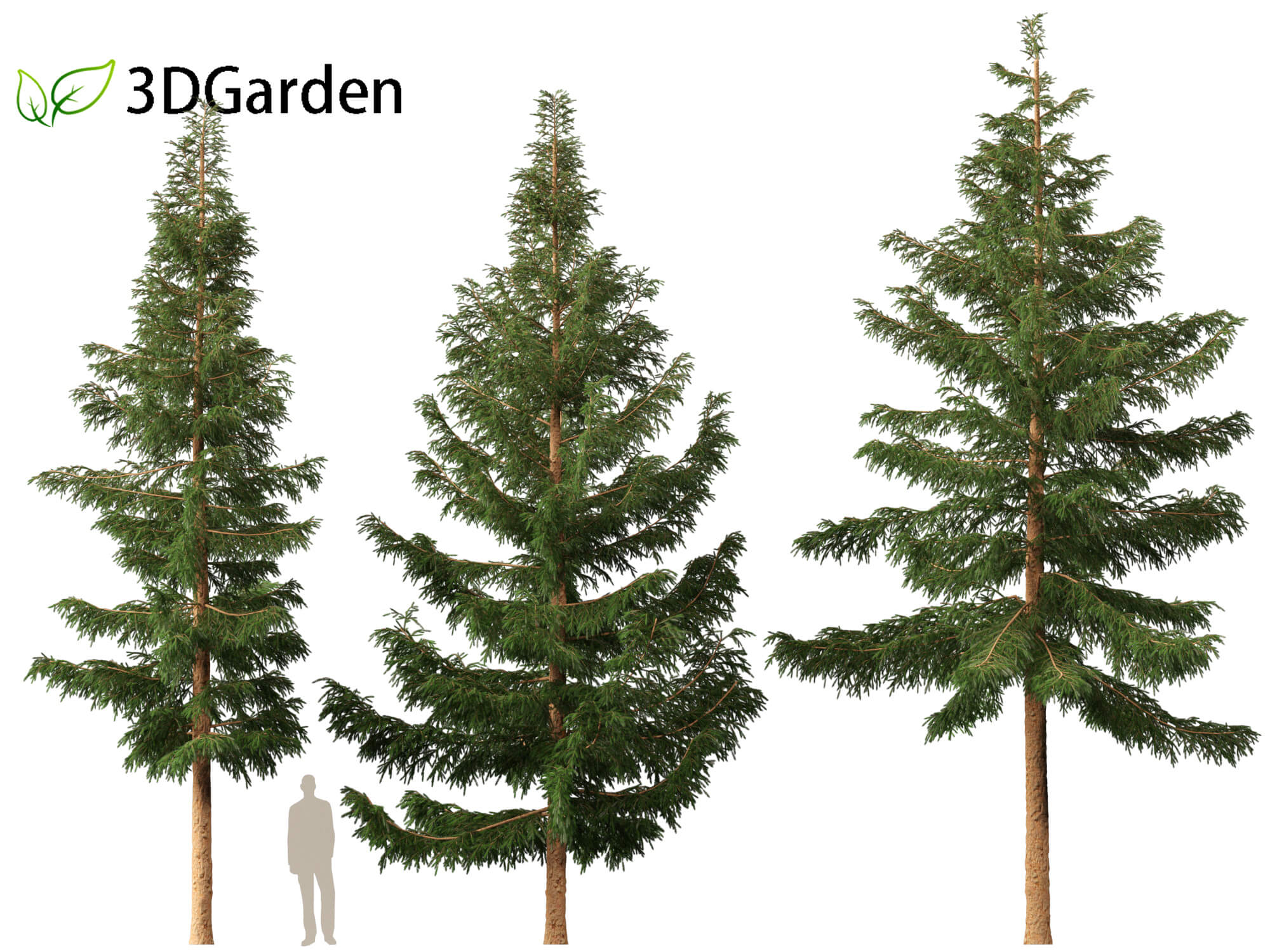 Picea Rubens - Red Spruce 3D Model by 3dgardenplants