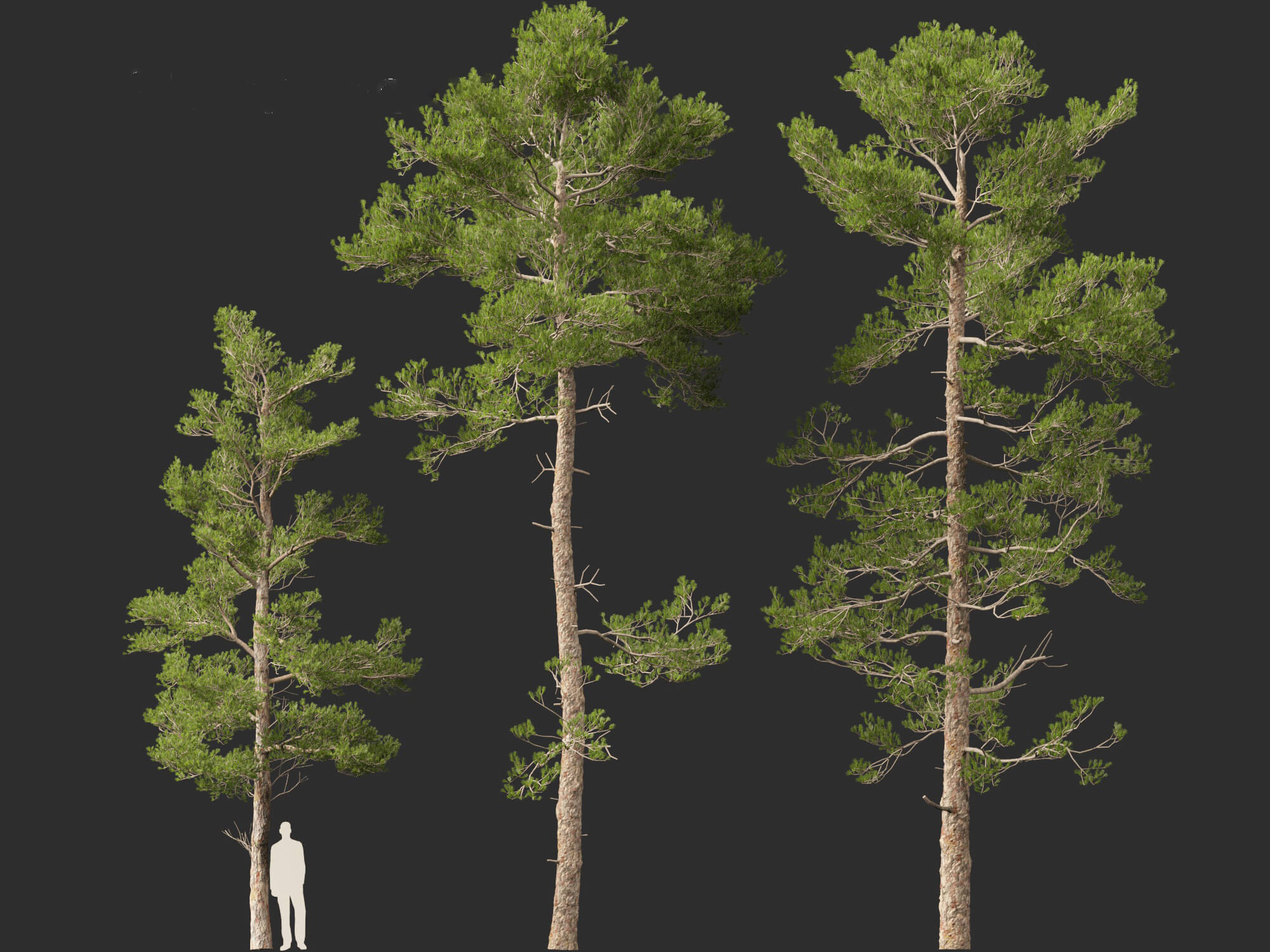 Pinus Brutia - The Turkish Pine 3D Model by 3dgardenplants