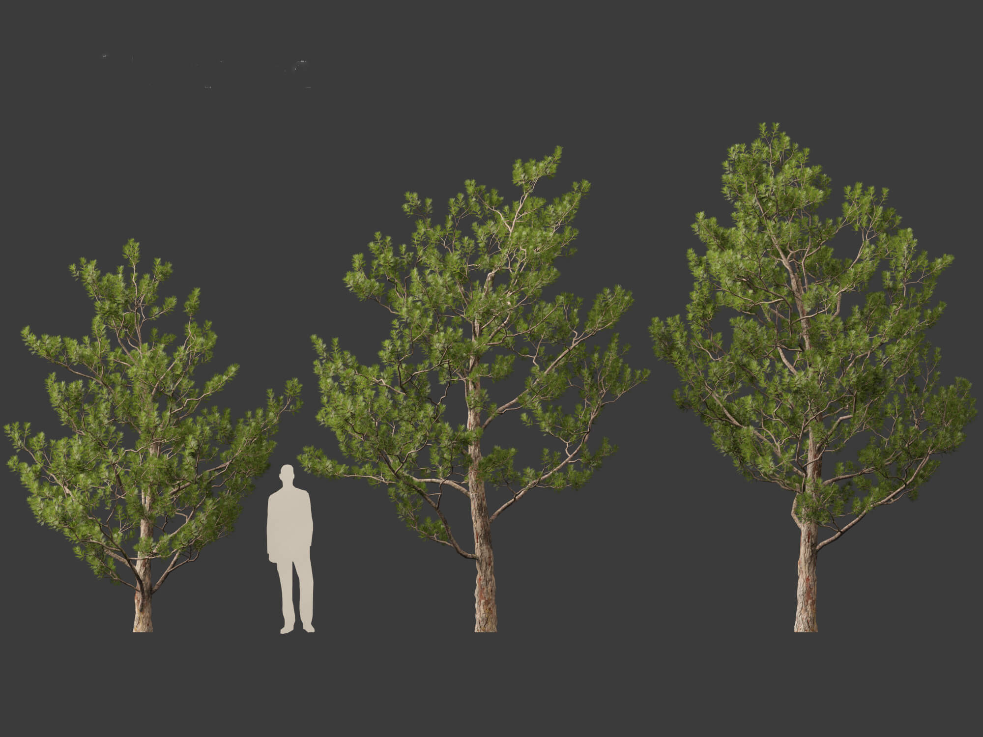 Pinus Elliottii - Slash Pine 3D Model by 3dgardenplants