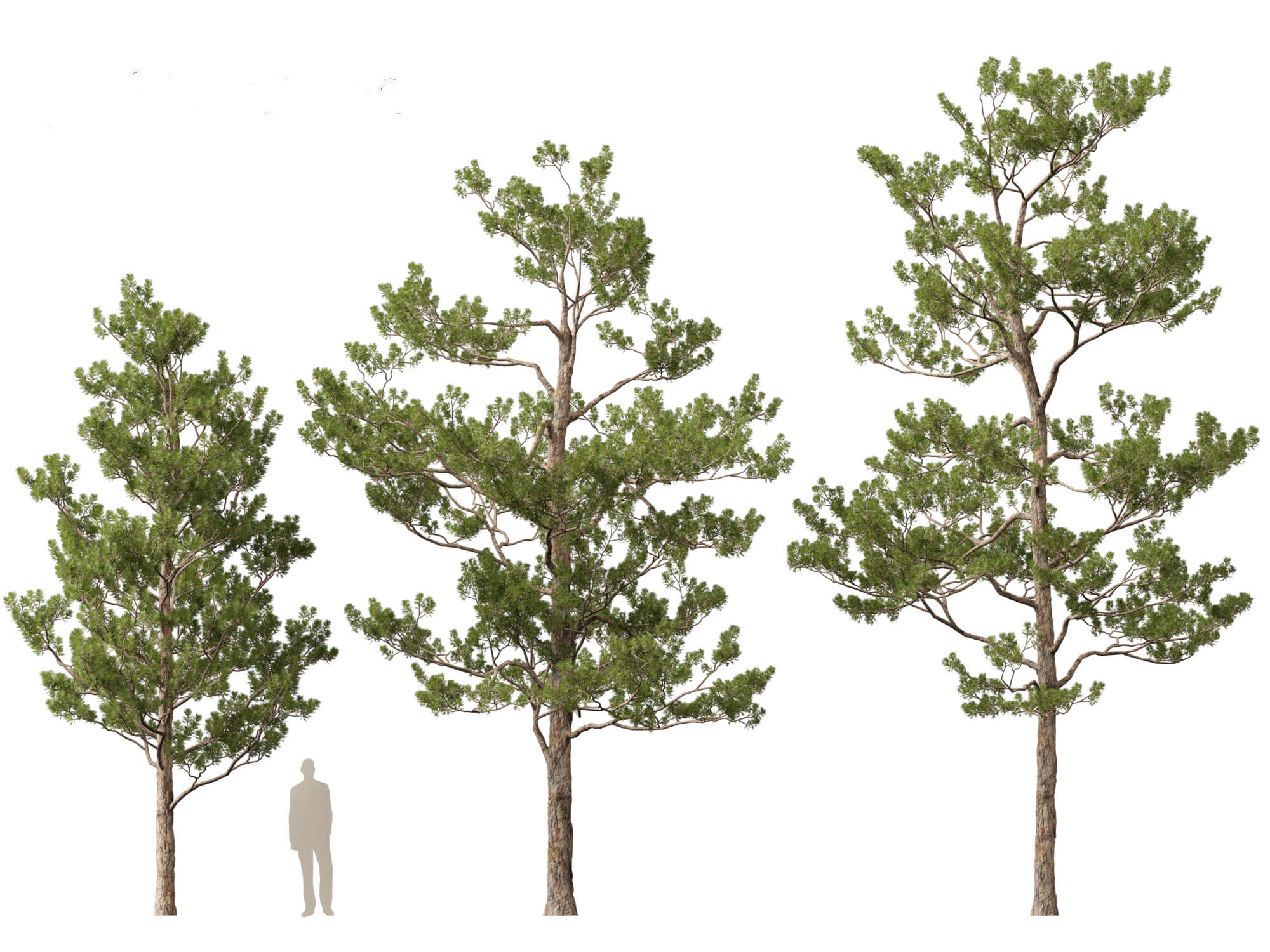 Pinus Elliottii - Slash Pine 3D Model by 3dgardenplants
