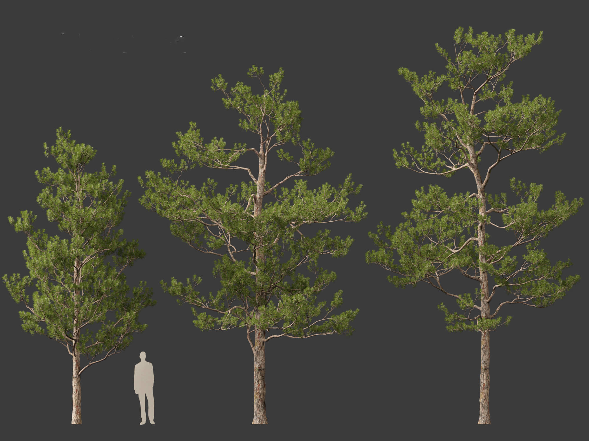 Pinus Elliottii - Slash Pine 3D Model by 3dgardenplants