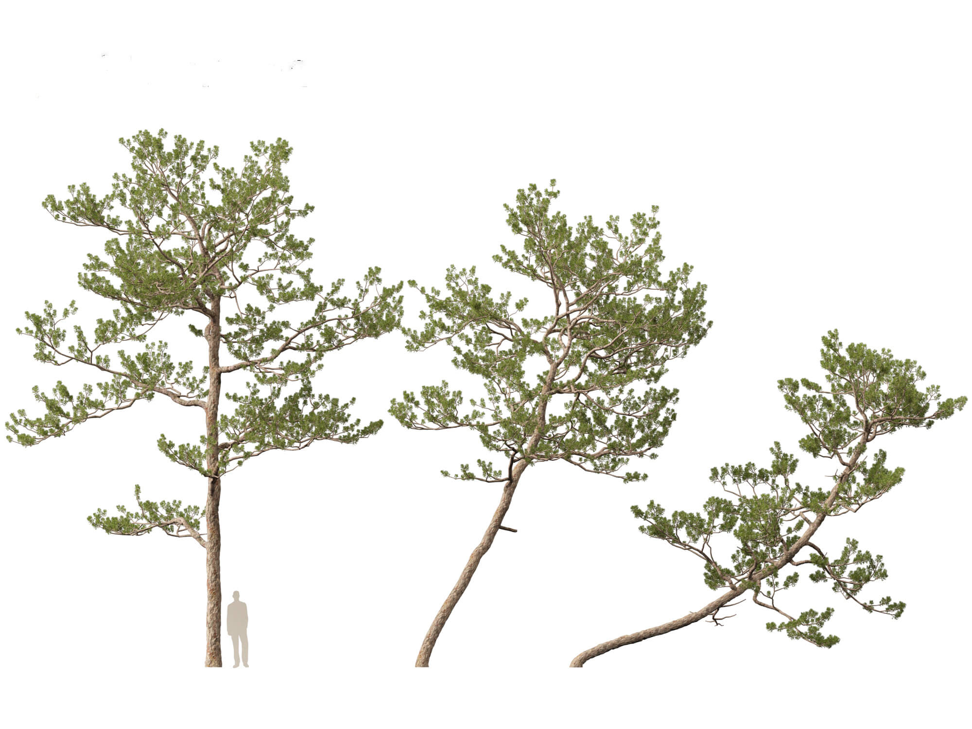 Pinus Elliottii - Slash Pine 3D Model by 3dgardenplants
