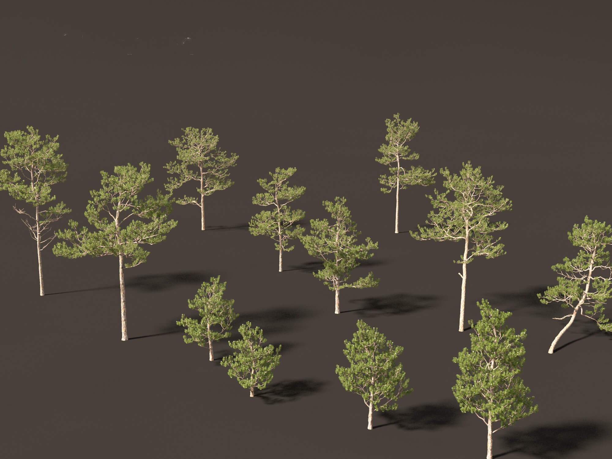 Pinus Elliottii - Slash Pine 3D Model by 3dgardenplants