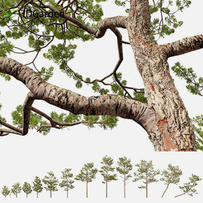 Pinus Elliottii - Slash Pine 3D Model by 3dgardenplants