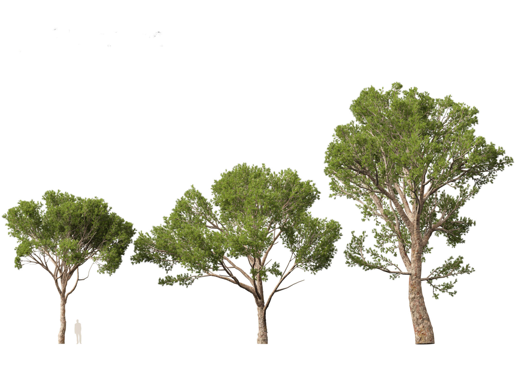 Pinus Halepensis - The Aleppo Pine 3D Model by 3dgardenplants
