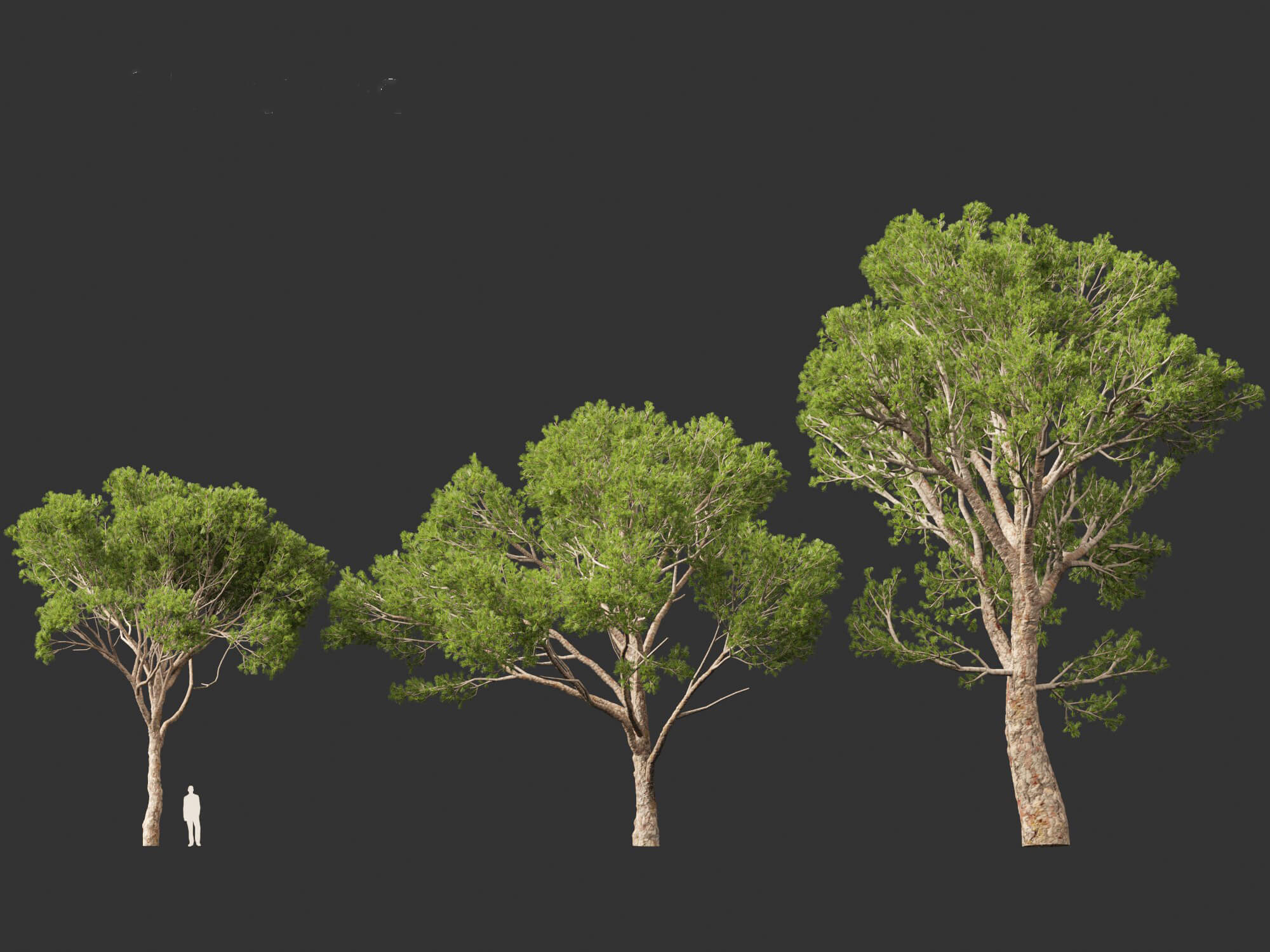 Pinus Halepensis - The Aleppo Pine 3D Model by 3dgardenplants