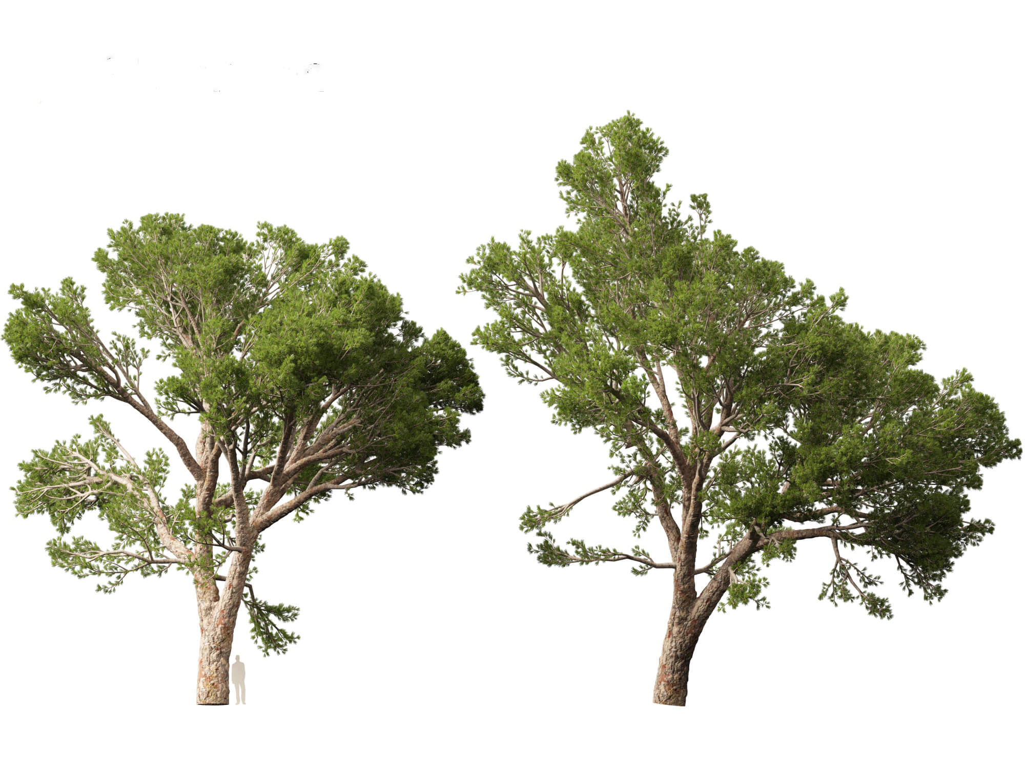 Pinus Halepensis - The Aleppo Pine 3D Model by 3dgardenplants