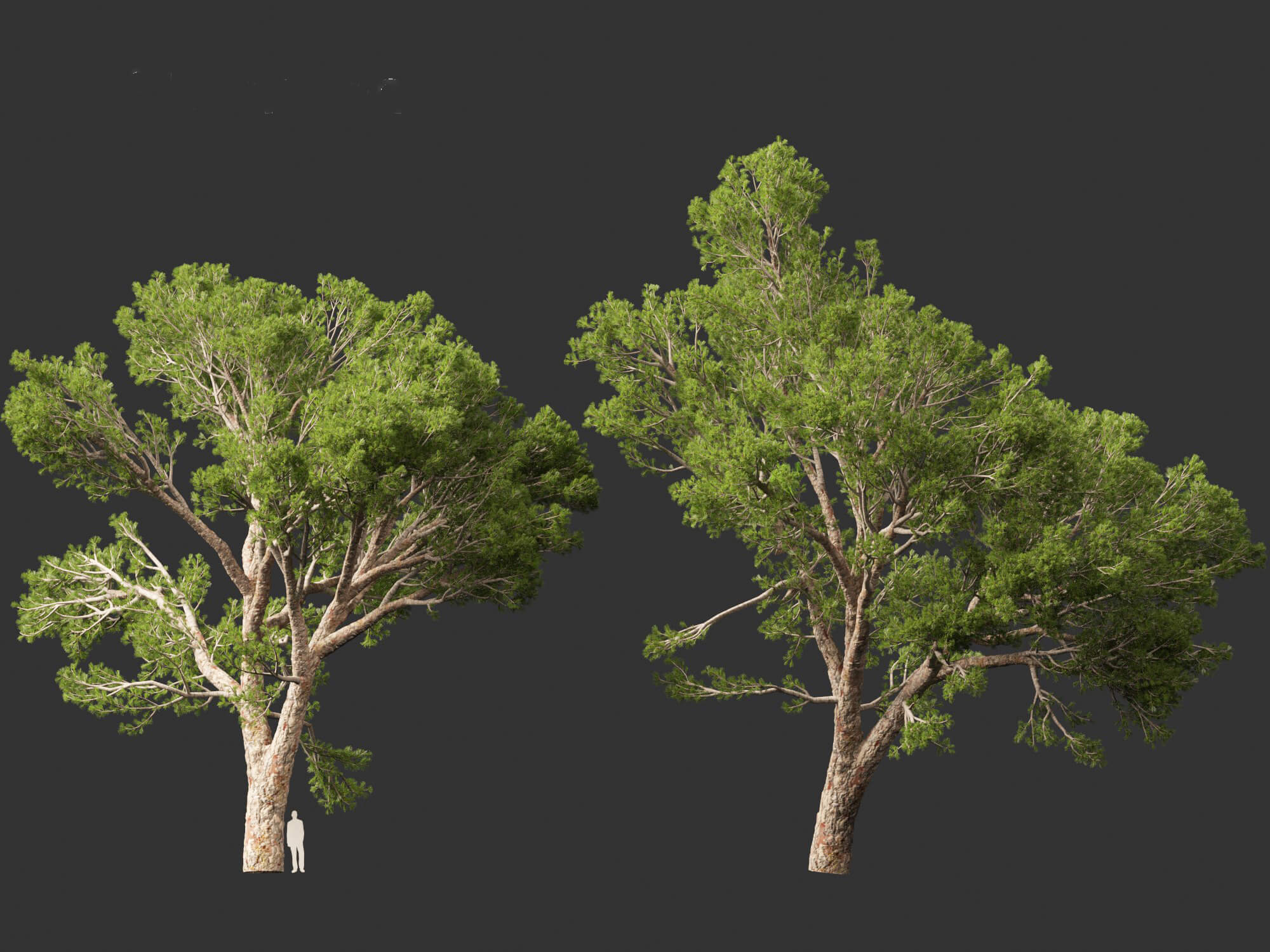 Pinus Halepensis - The Aleppo Pine 3D Model by 3dgardenplants