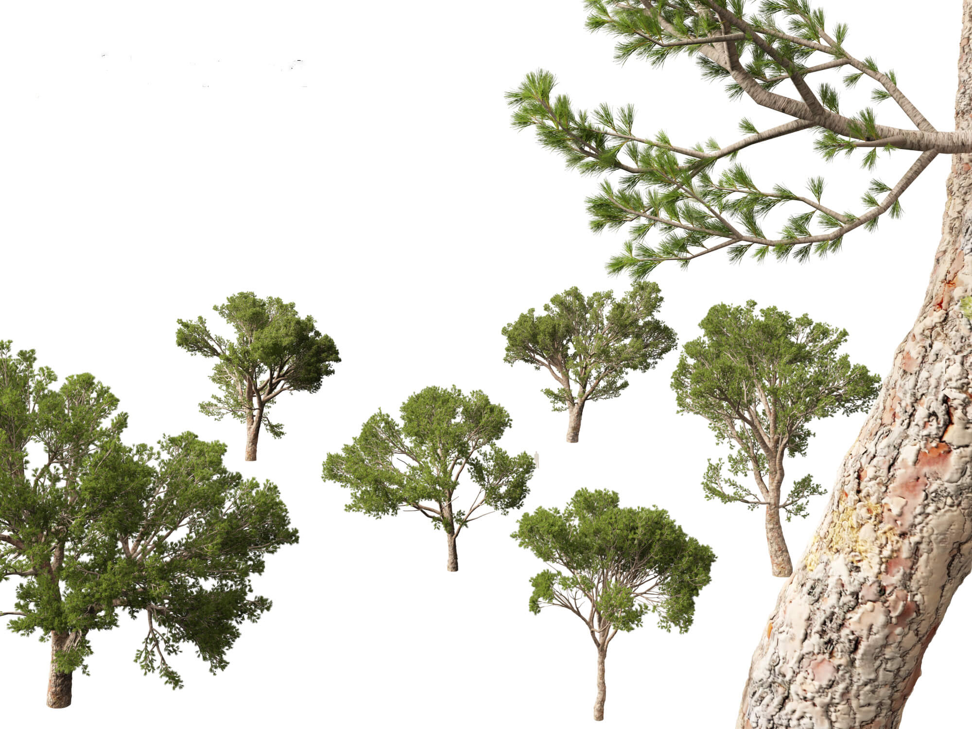 Pinus Halepensis - The Aleppo Pine 3D Model by 3dgardenplants