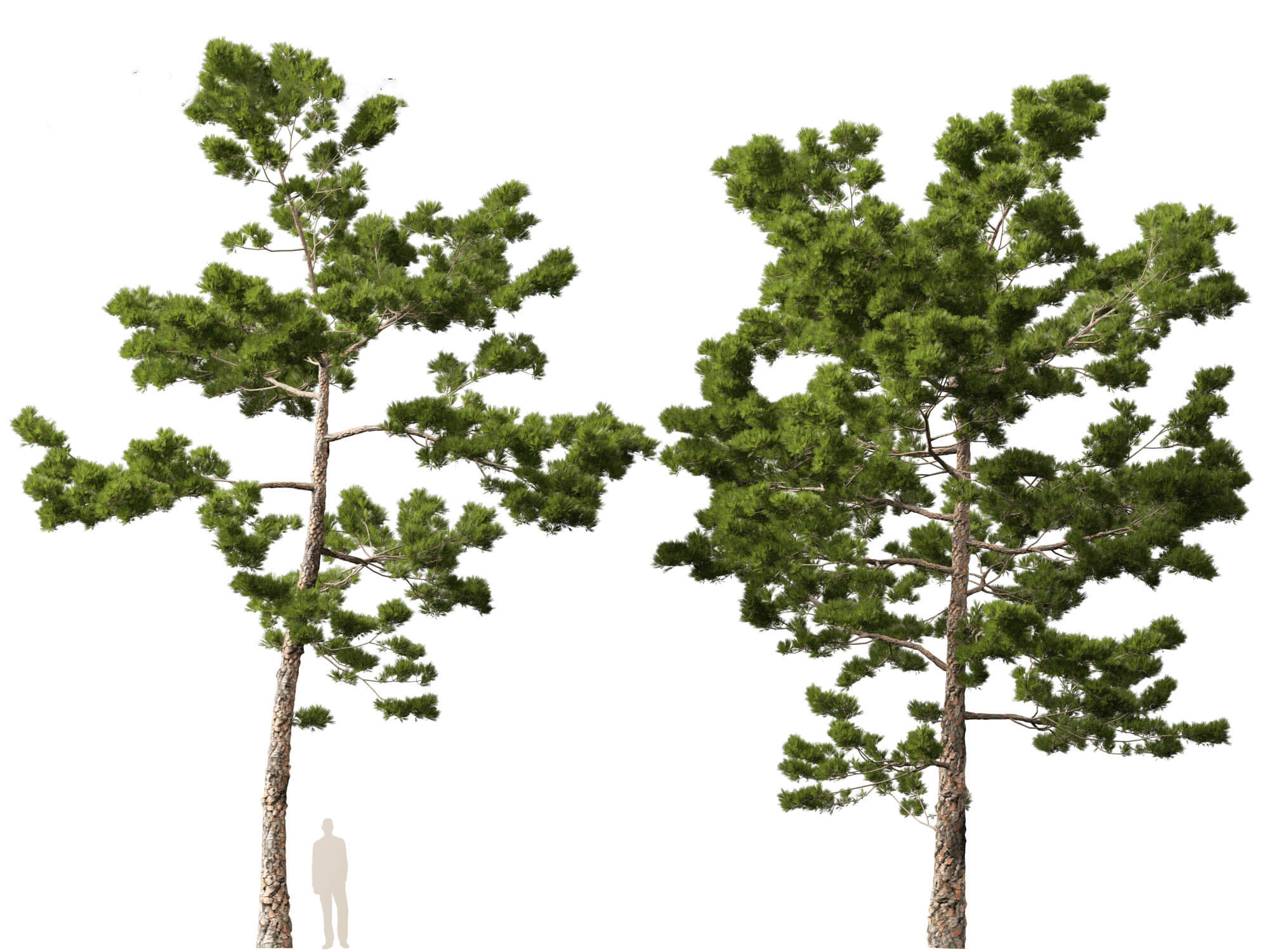 Pinus Pinaster - Maritime Pine 3D Model by 3dgardenplants