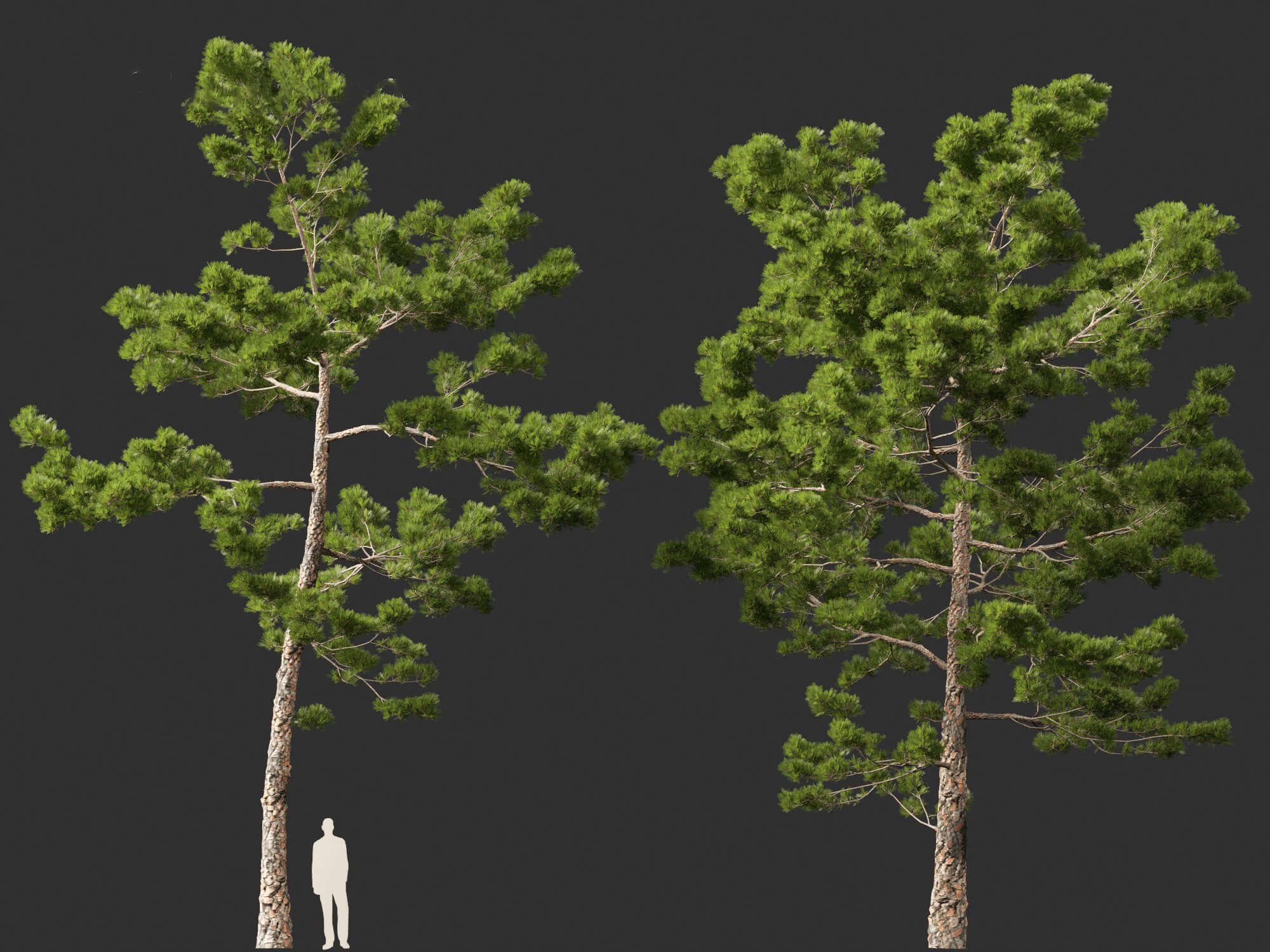 Pinus Pinaster - Maritime Pine 3D Model by 3dgardenplants