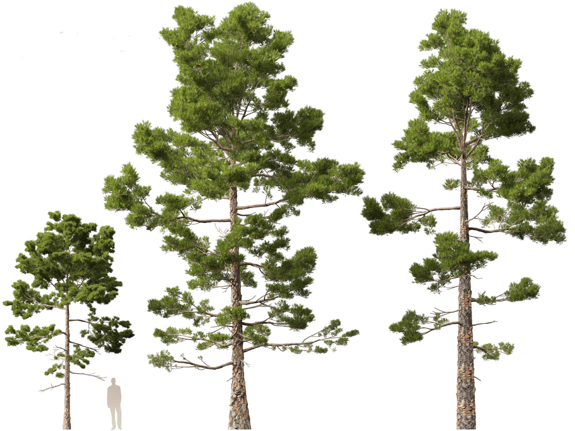Pinus Pinaster - Maritime Pine 3D Model by 3dgardenplants