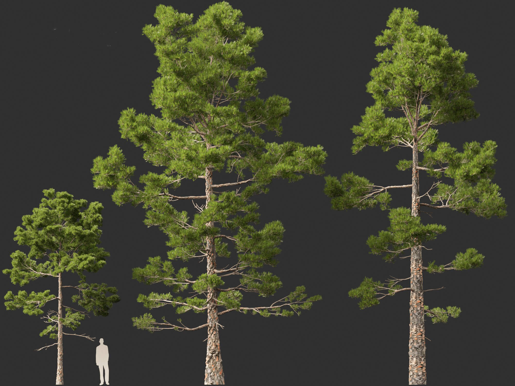 Pinus Pinaster - Maritime Pine 3D Model by 3dgardenplants