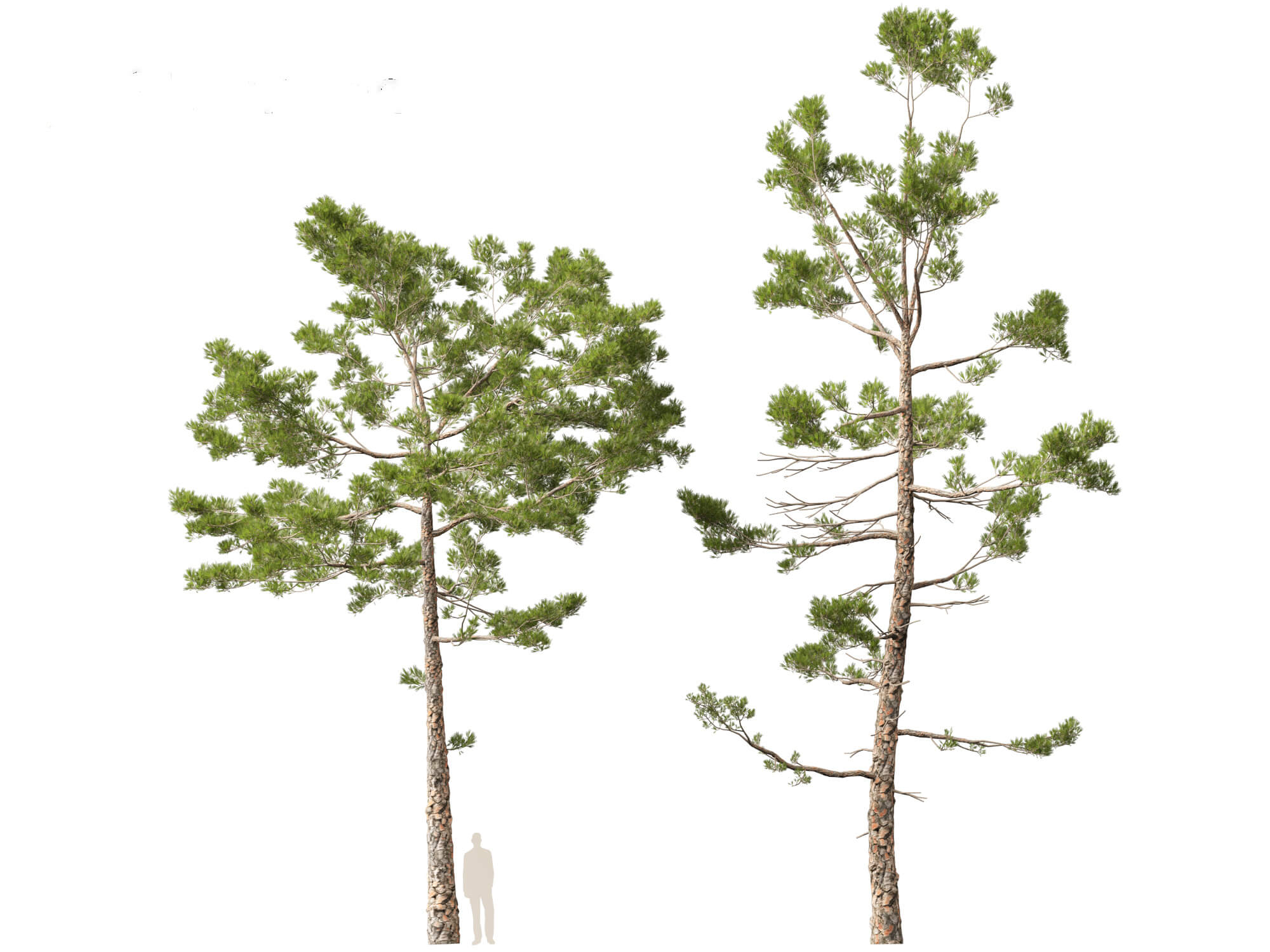 Pinus Pinaster - Maritime Pine 3D Model by 3dgardenplants