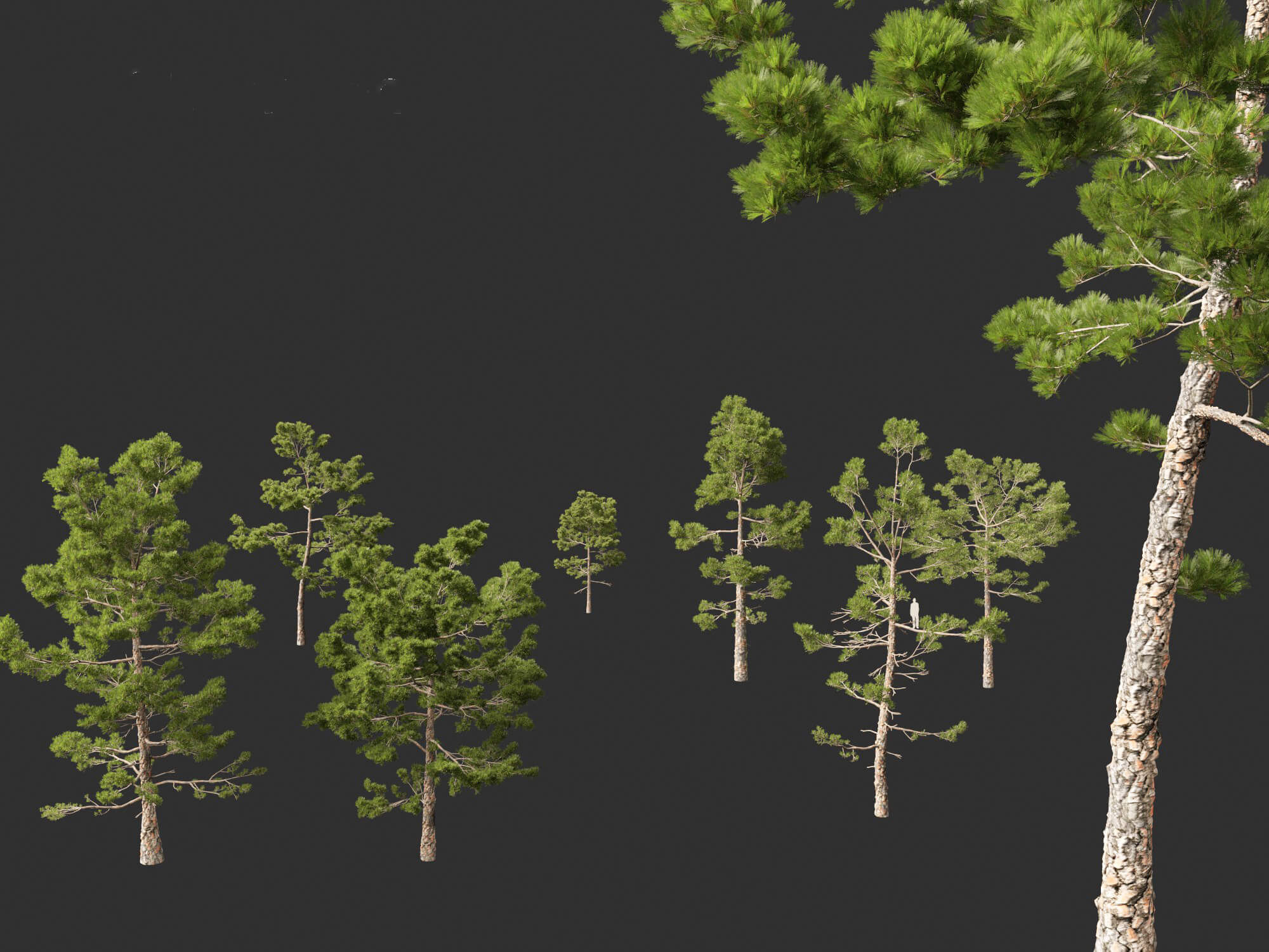 Pinus Pinaster - Maritime Pine 3D Model by 3dgardenplants