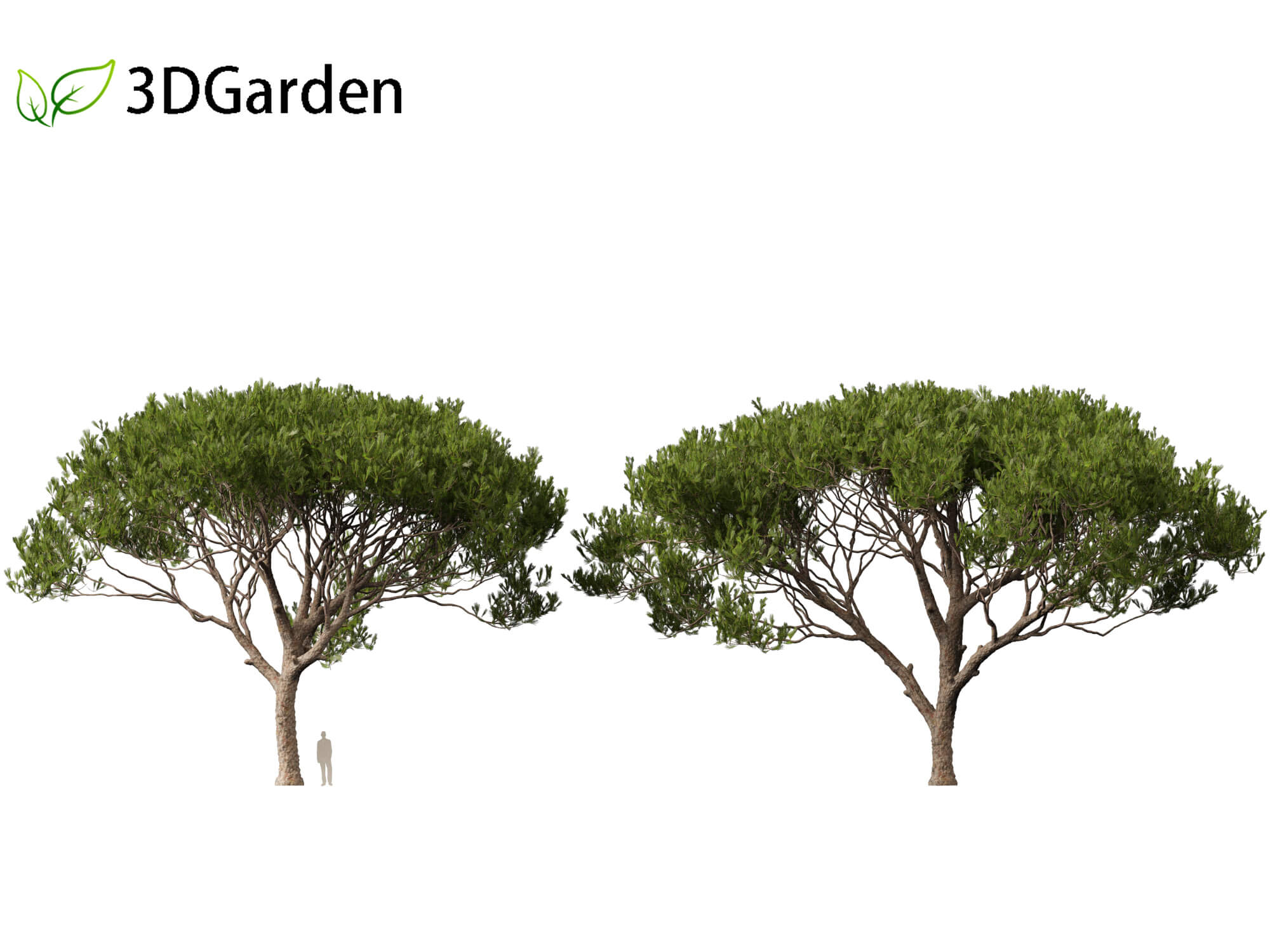 Pinus Pinea - Stone Pine 3D Model by 3dgardenplants