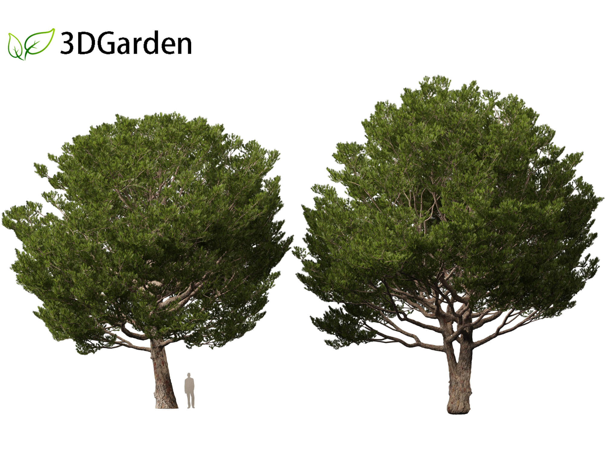 Pinus Pinea - Stone Pine 3D Model by 3dgardenplants