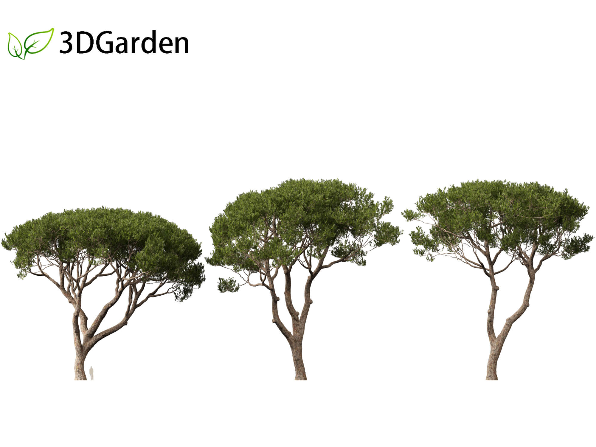 Pinus Pinea - Stone Pine 3D Model by 3dgardenplants