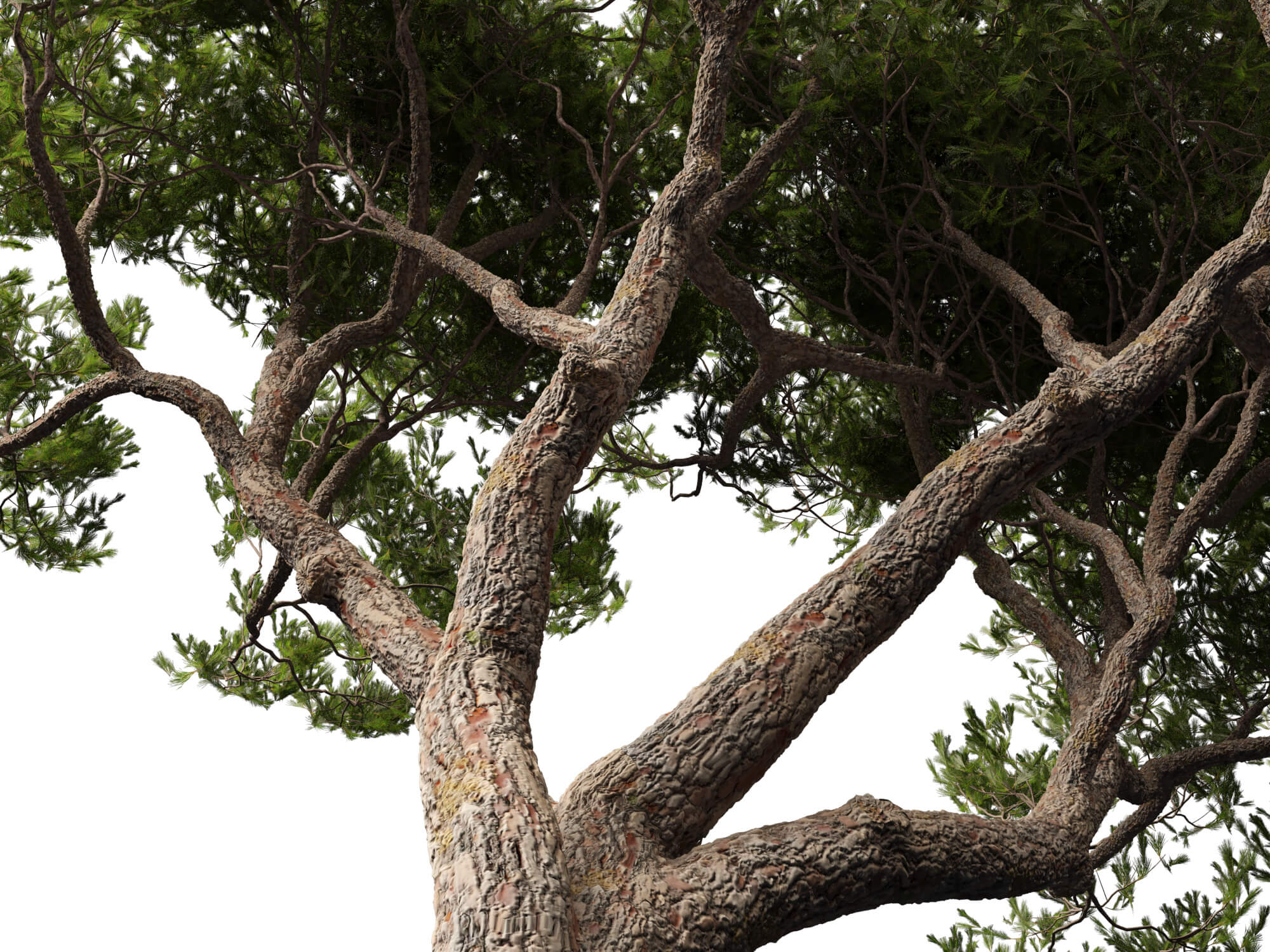 Pinus Pinea - Stone Pine 3D Model by 3dgardenplants