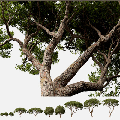 Max 3D Models | Plants | Pine Trees | RenderHub
