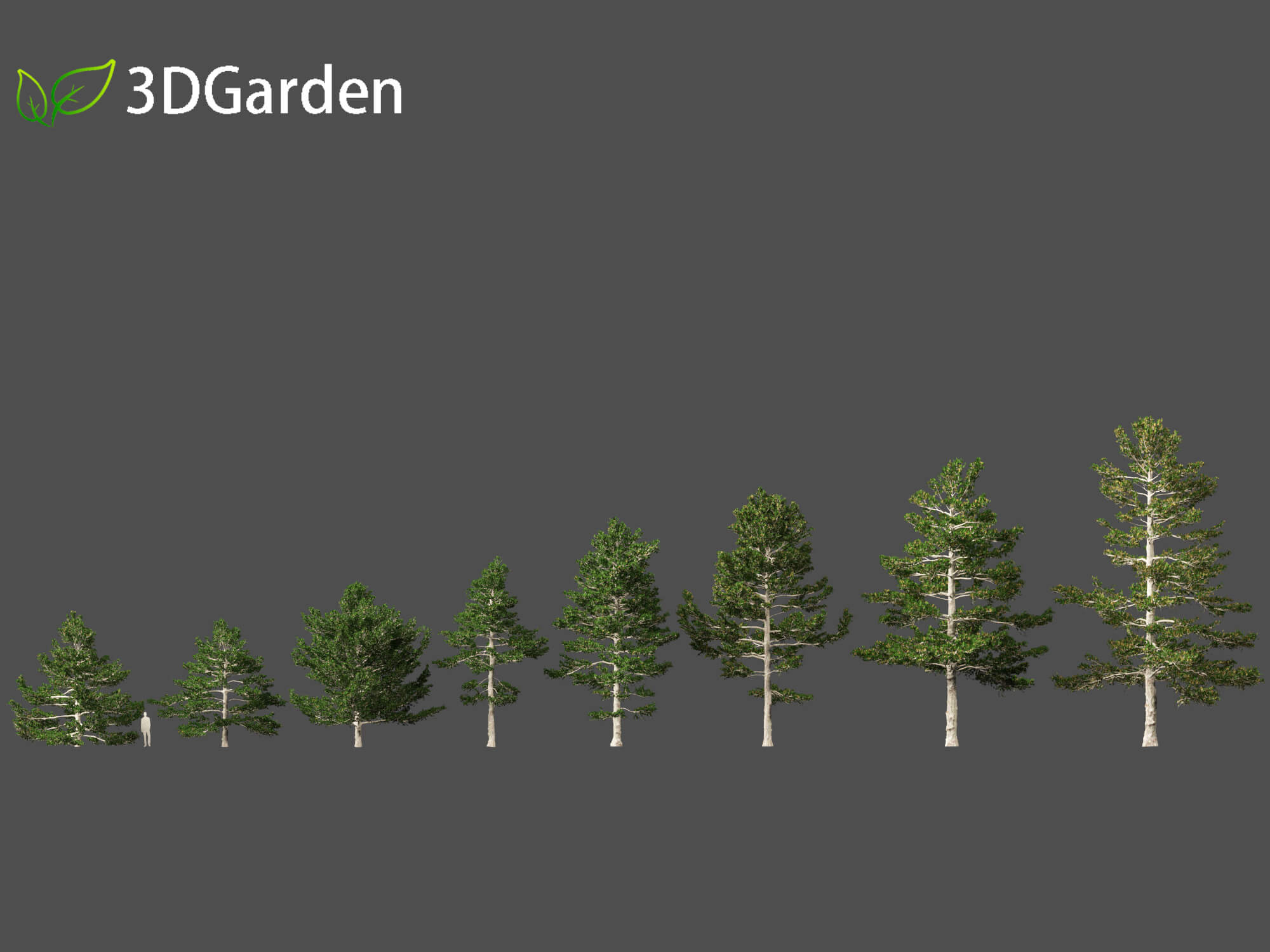 Pinus Strobus - Eastern White Pine 3D Model by 3dgardenplants