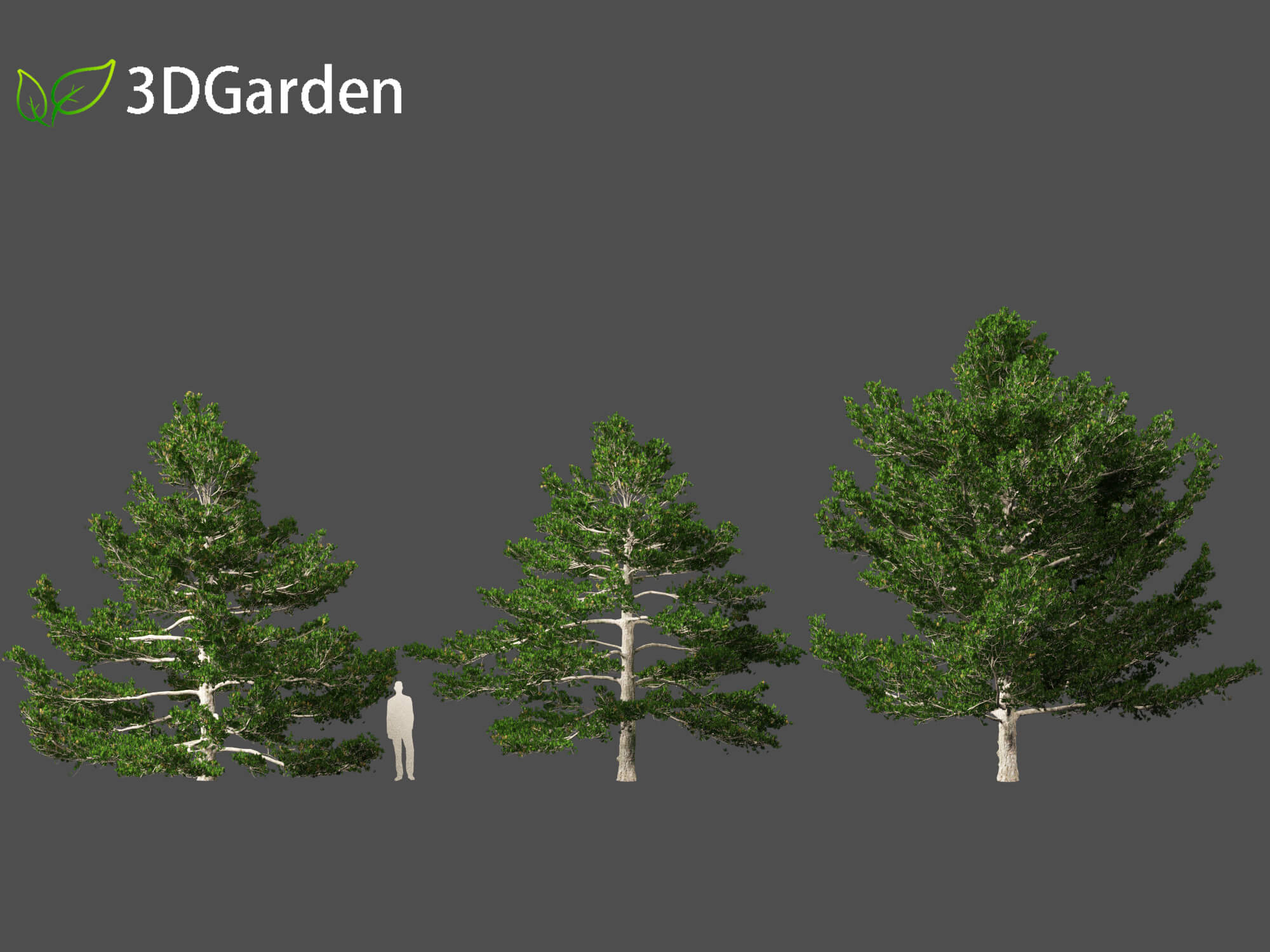 Pinus Strobus - Eastern White Pine 3D Model by 3dgardenplants