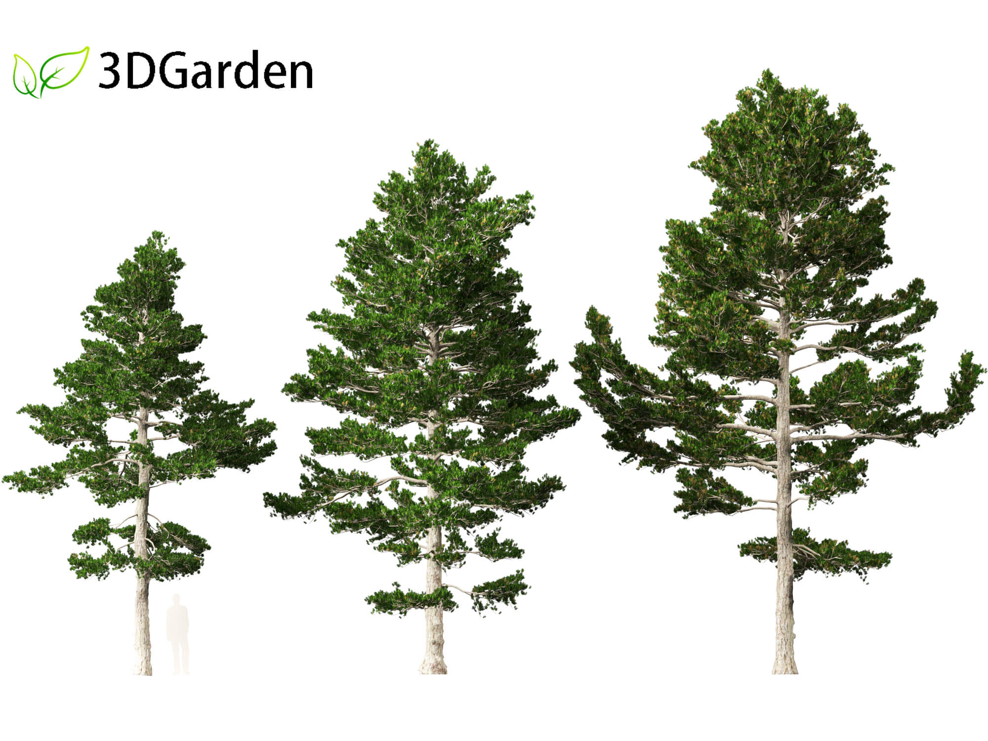 Pinus Strobus - Eastern White Pine 3D Model by 3dgardenplants