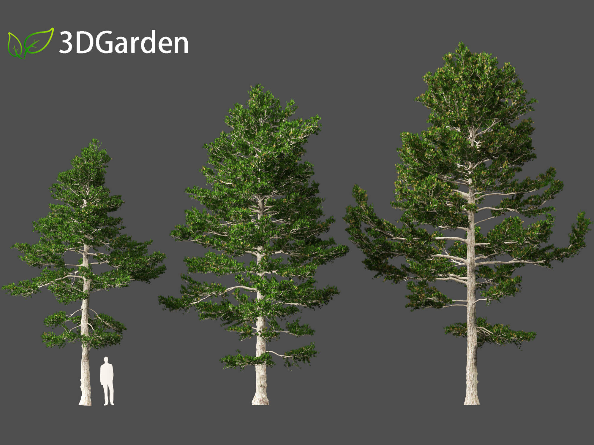 Pinus Strobus - Eastern White Pine 3D Model by 3dgardenplants