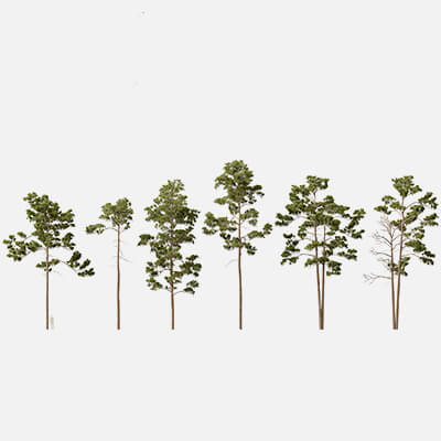 Pinus Syluestriformis -Scots Pine 3D Model by 3dgardenplants
