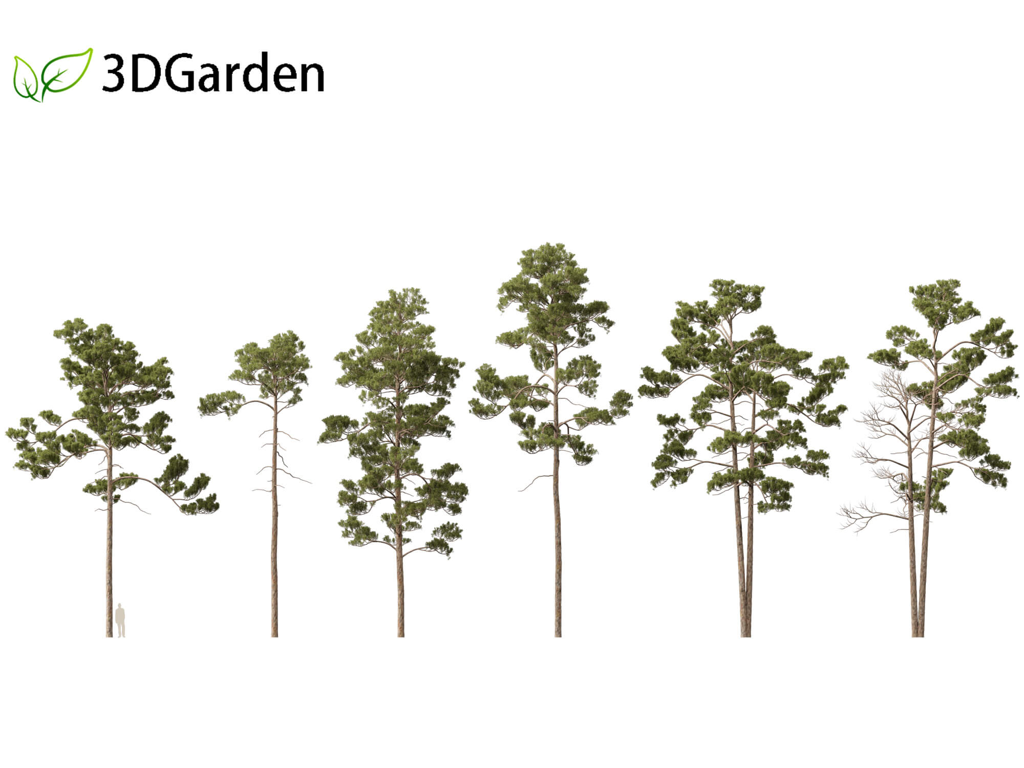 Pinus Syluestriformis -Scots Pine 3D Model by 3dgardenplants