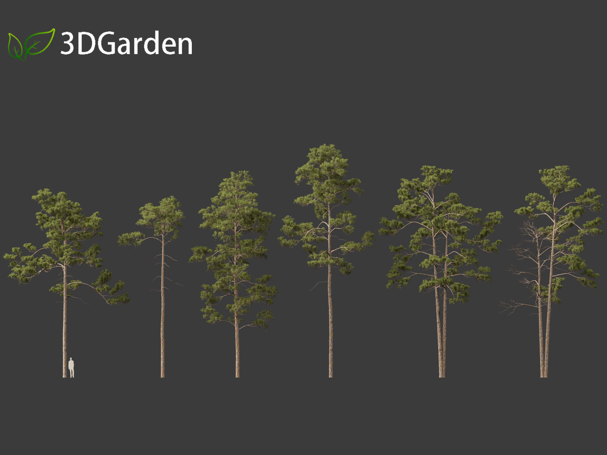 Pinus Syluestriformis -Scots Pine 3D Model by 3dgardenplants