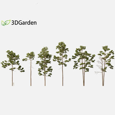 3D Models | Plants | Pine Trees | RenderHub