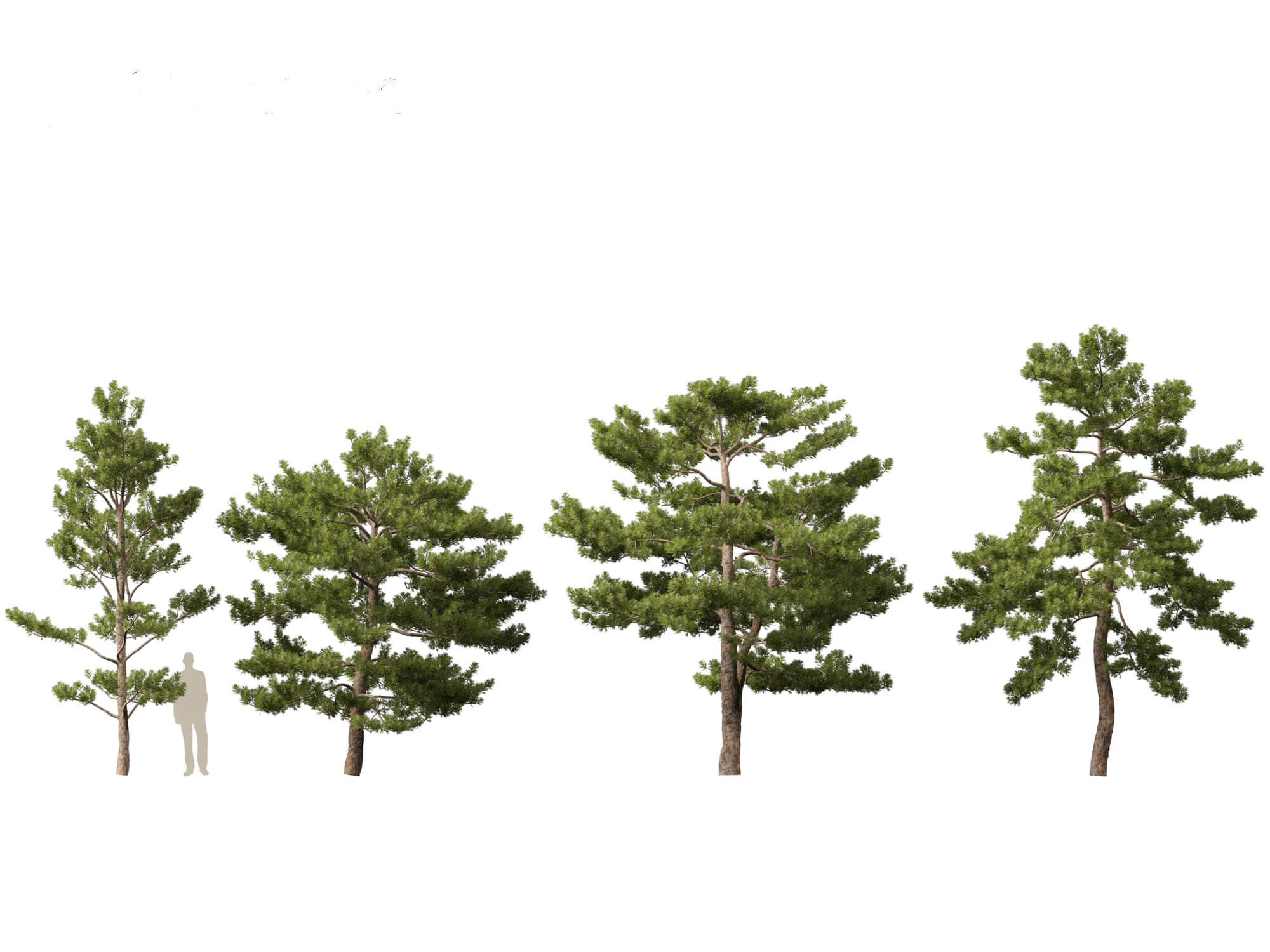 Pinus Tabuliformis - Chinese Pine 3D Model by 3dgardenplants