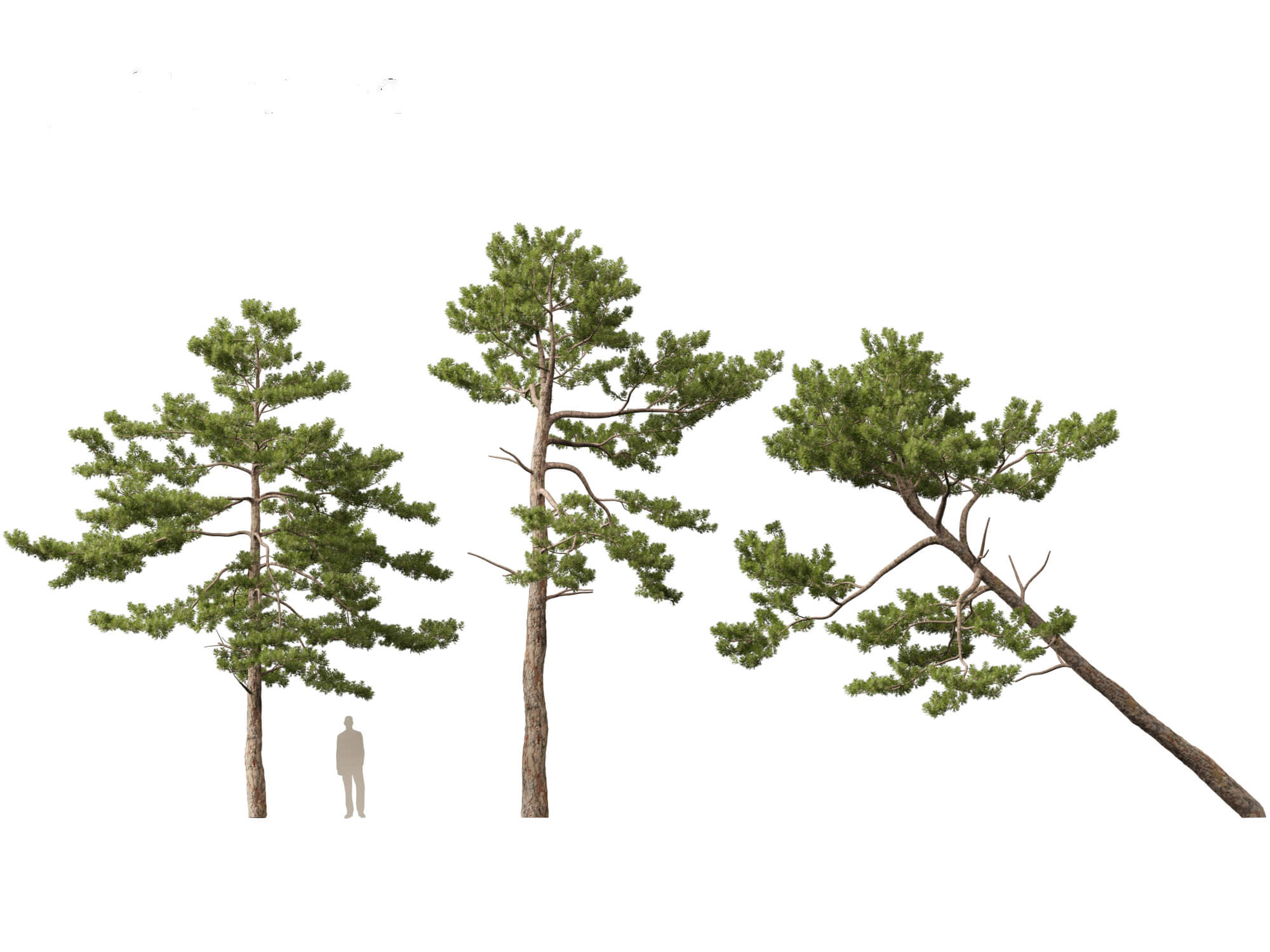 Pinus Tabuliformis - Chinese Pine 3D Model by 3dgardenplants
